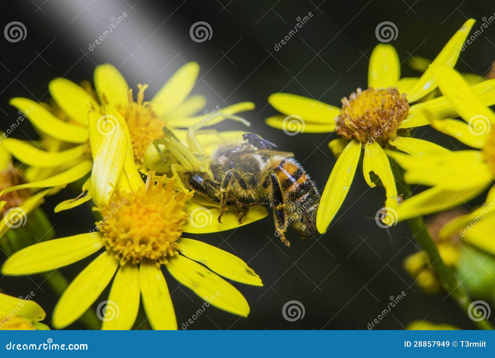 Bee funeral stock image. Image of macro, musca, spirit - 28857949