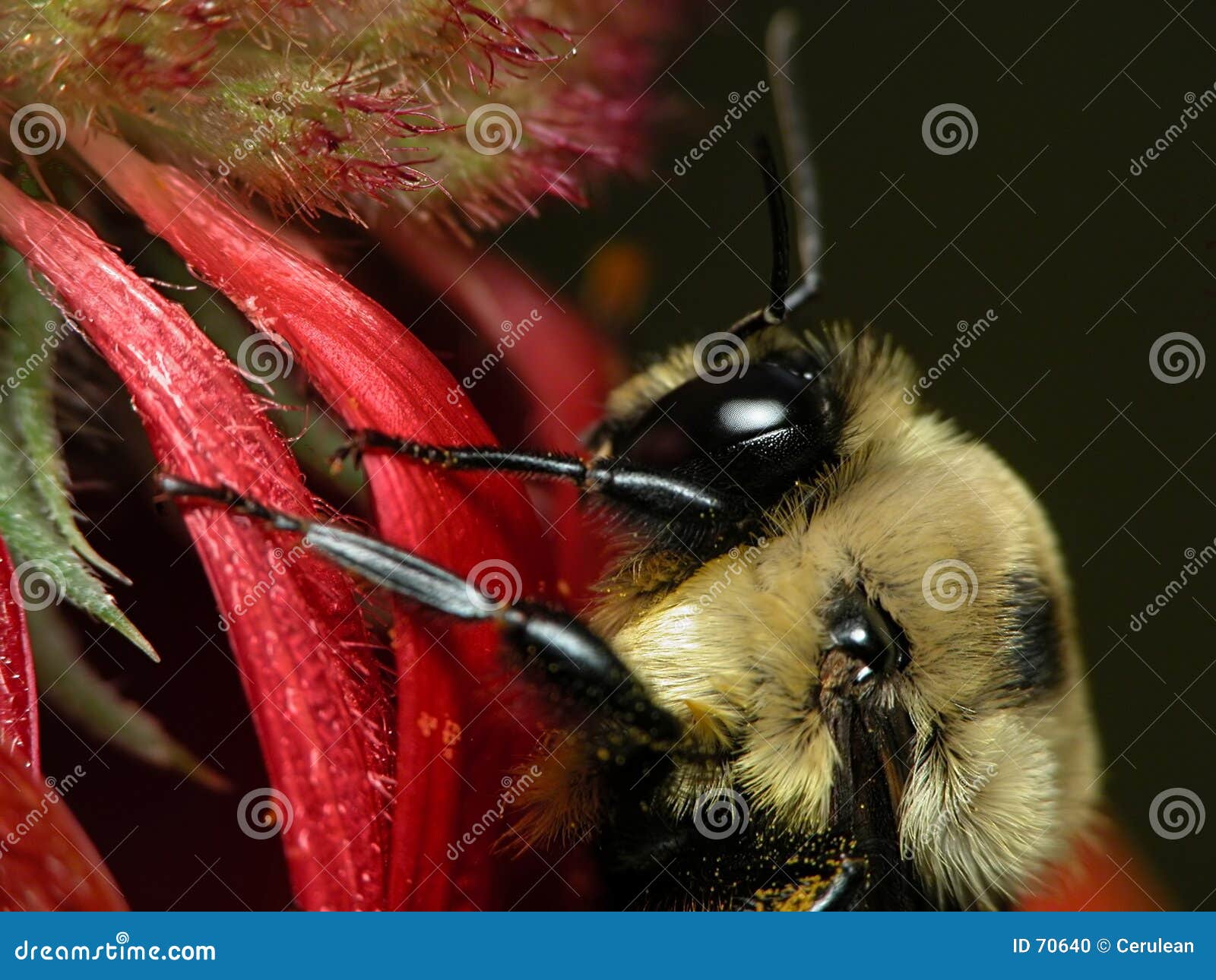 Bee on Gaillardia stock photo. Image of wildflower, green - 70640