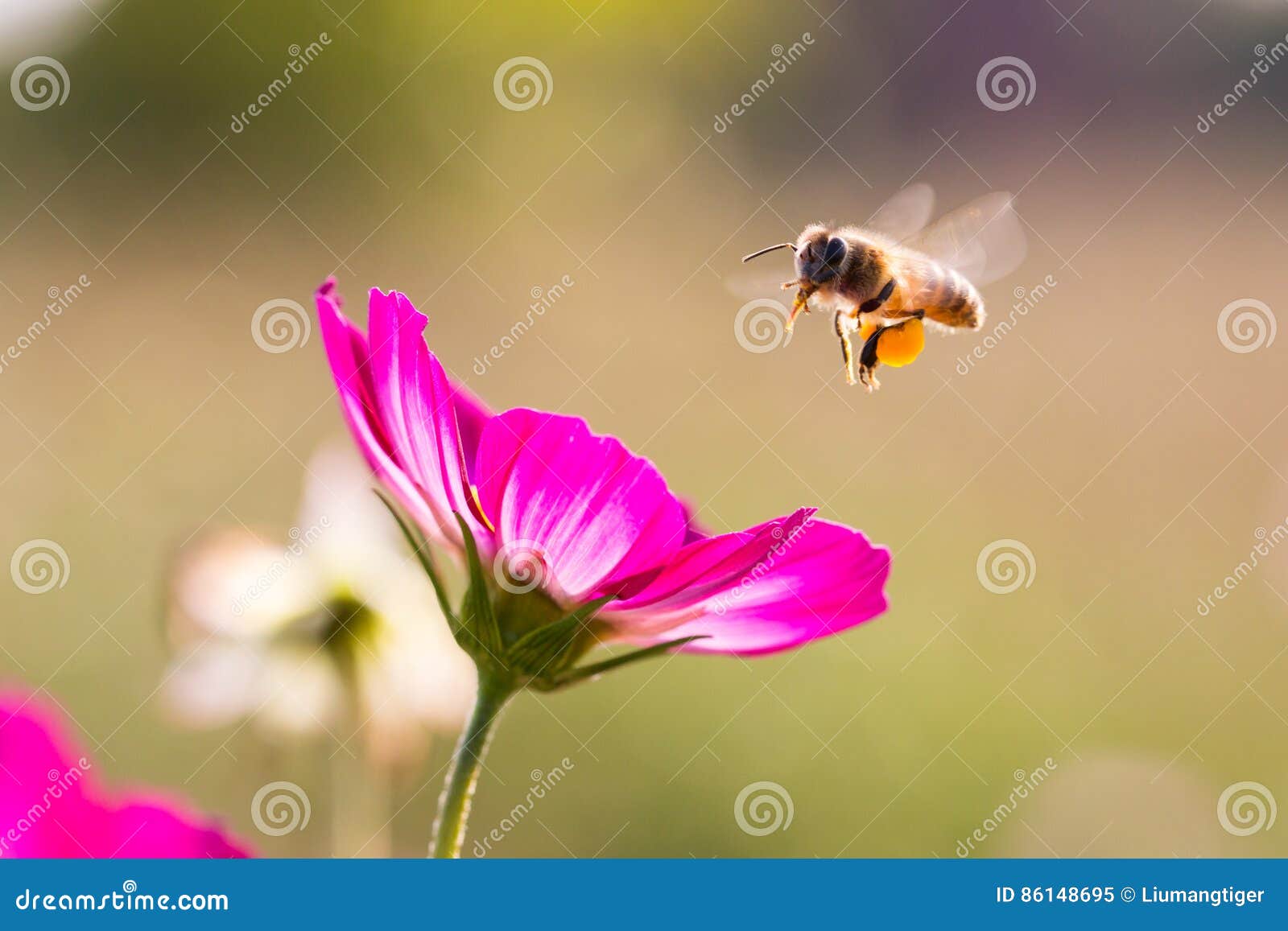 Bee Gather Honey from Cosmos Stock Image - Image of natural, cosmos ...