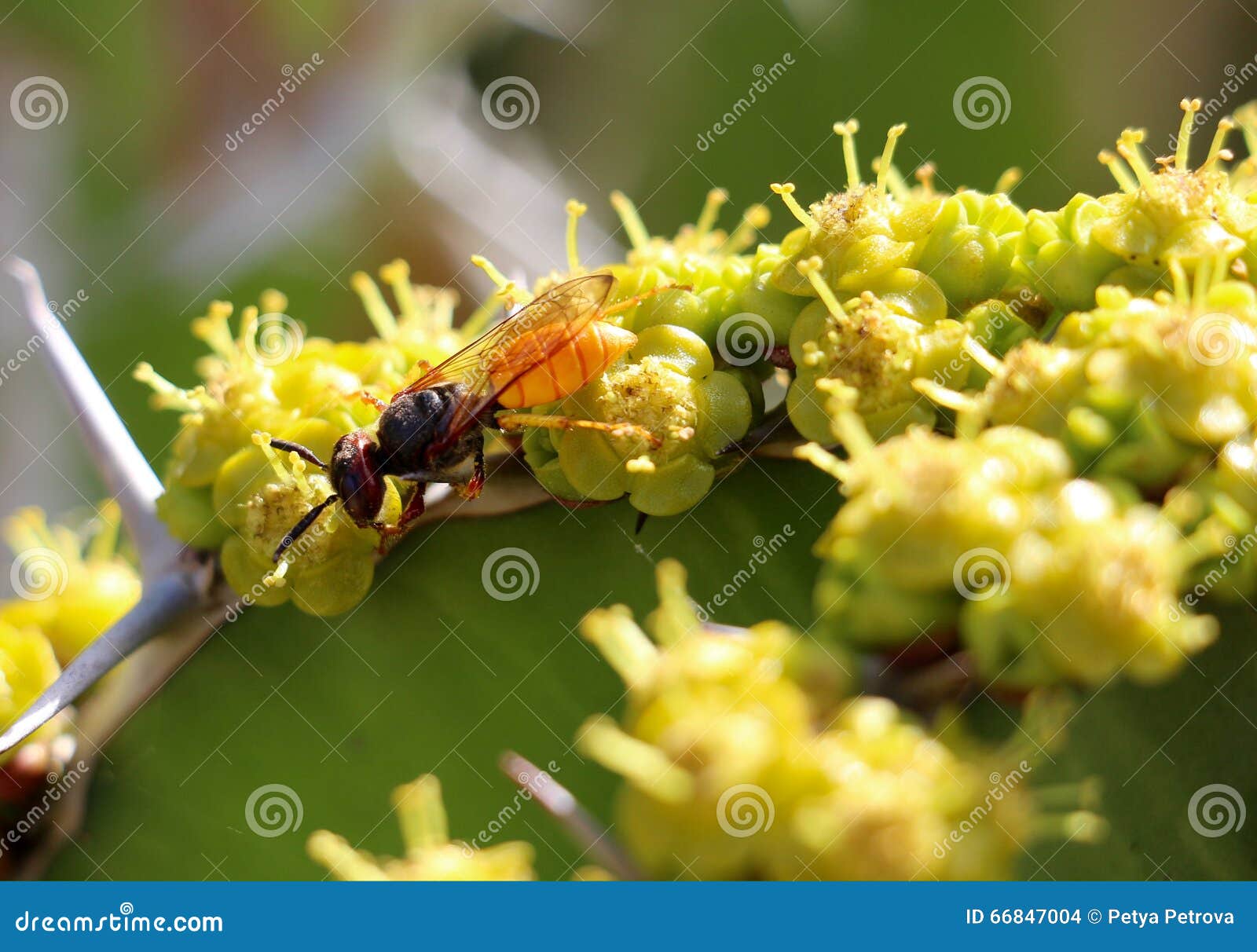 Bee gather pollen stock photo. Image of body, gather - 66847004