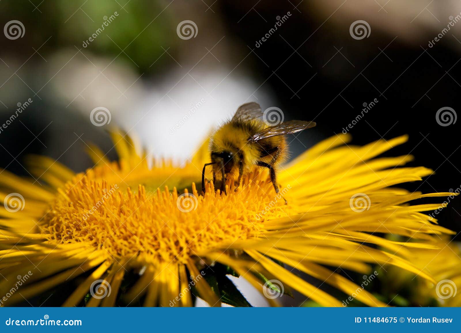 Bee gathering honey stock image. Image of food, blossom - 11484675