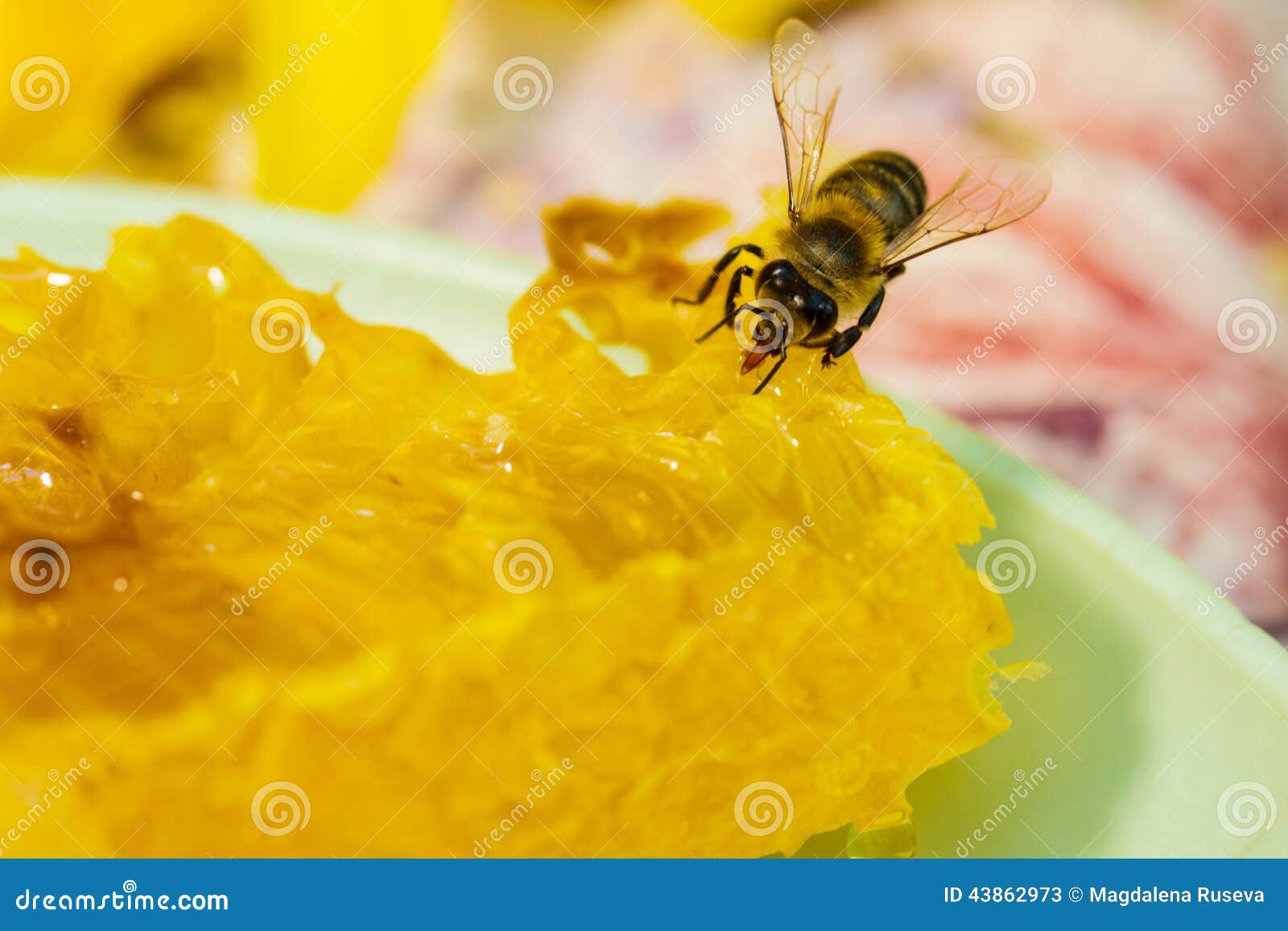 Bee Gathering Honey and Nectar Stock Image - Image of high, hive: 43862973