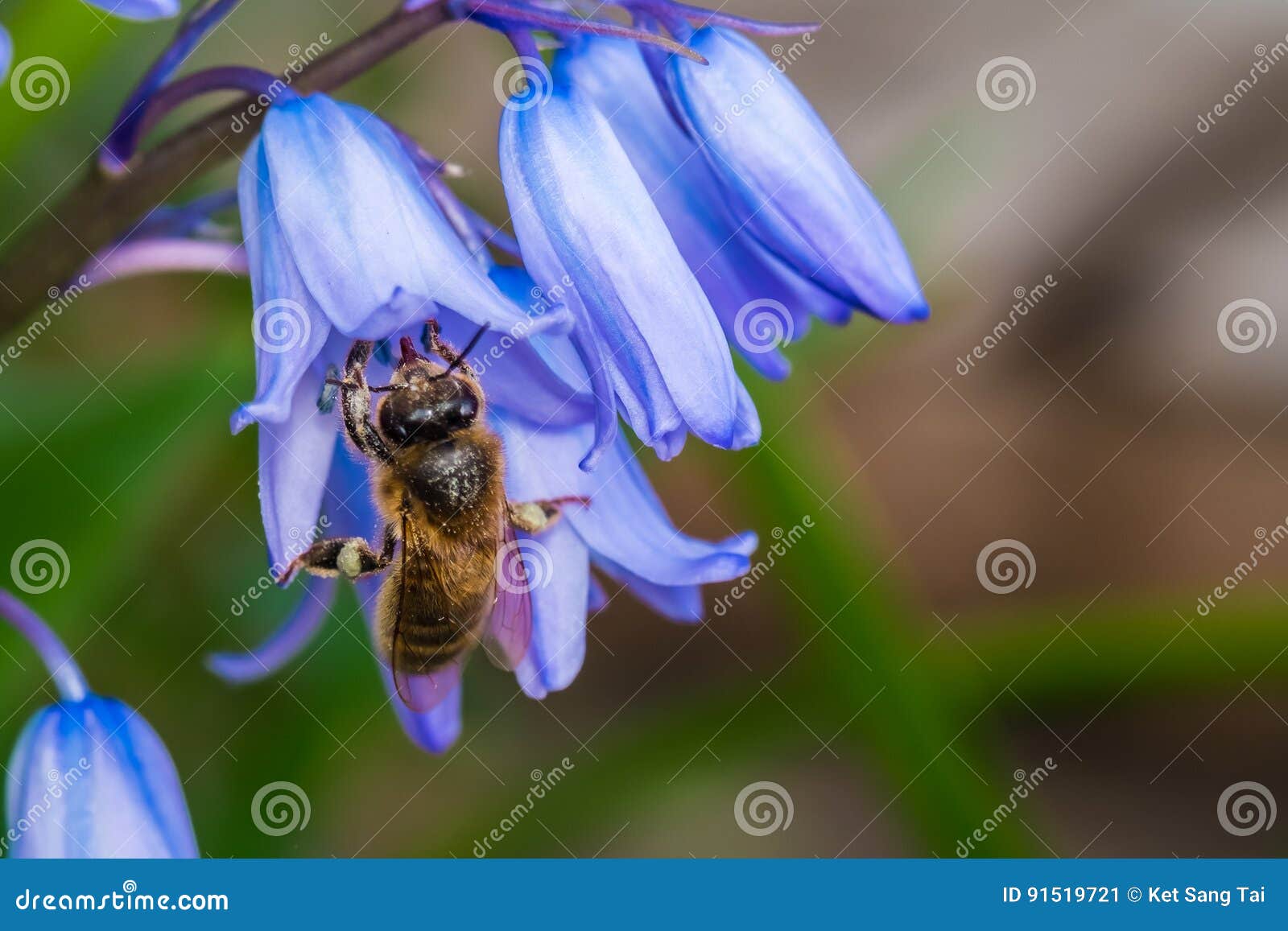 Bee Gathering Nectar from Bluebells Stock Image - Image of closeup ...