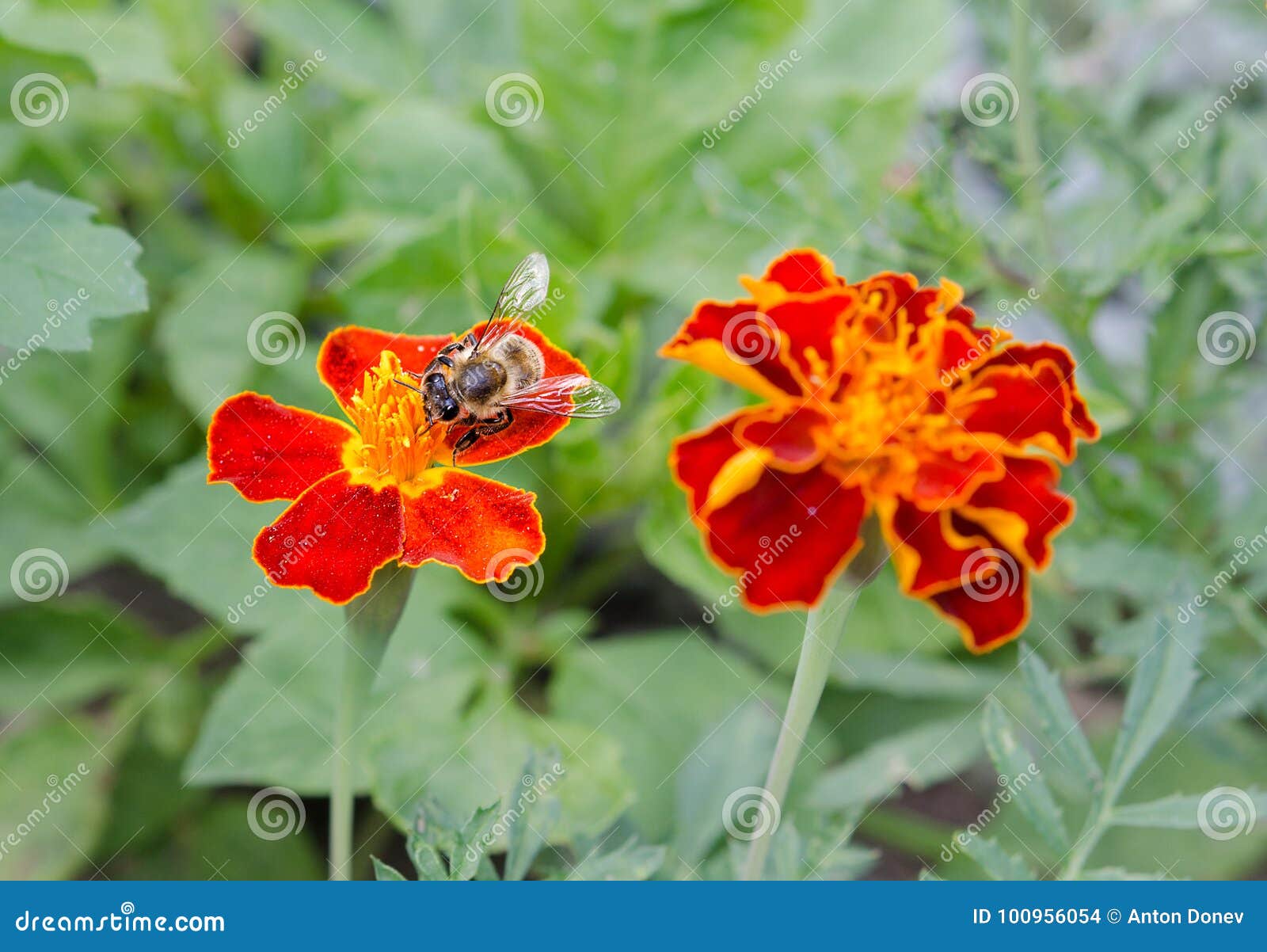 Bee in marigold stock photo. Image of field, country - 100956054