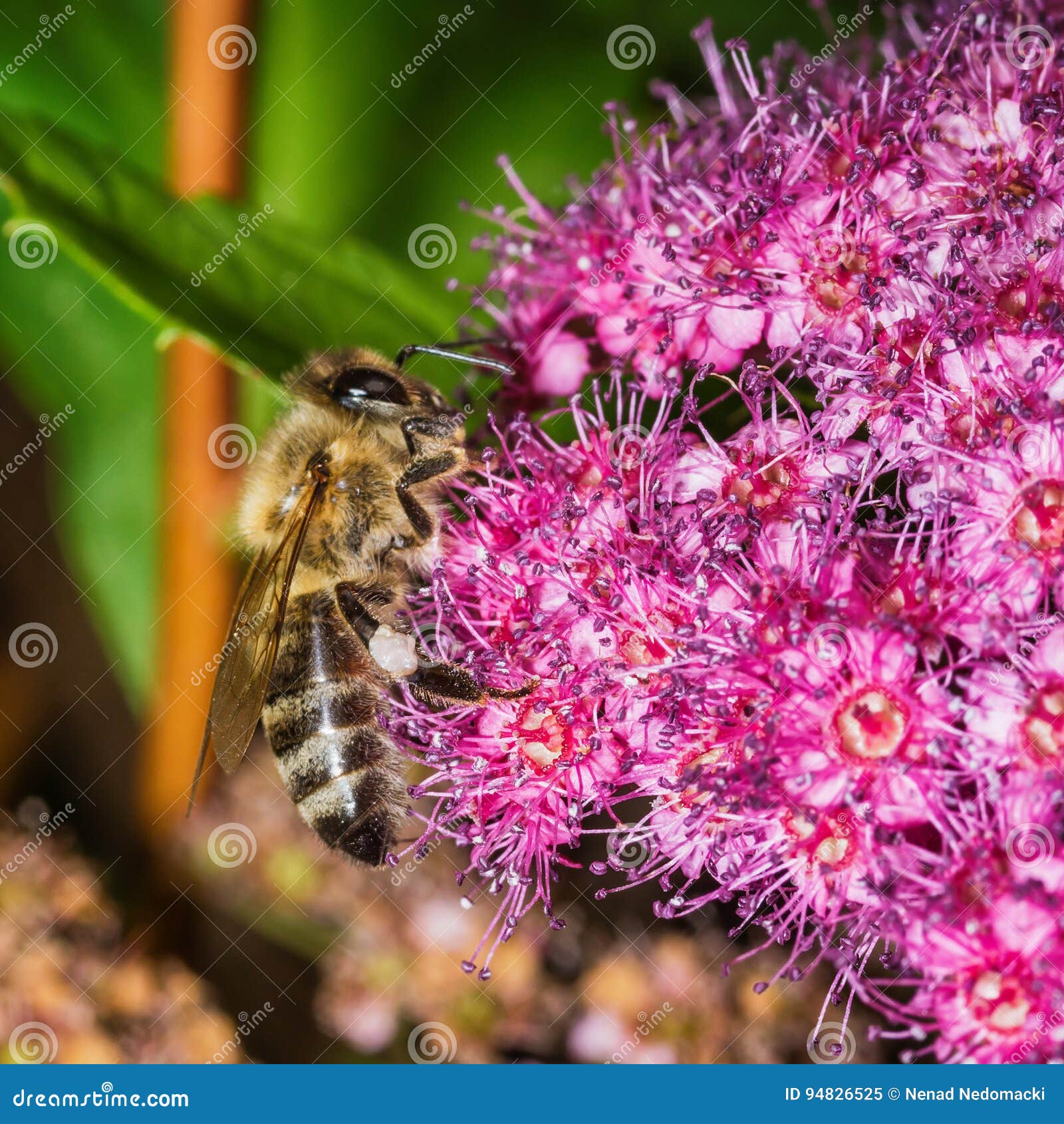 Bee Gathering Nectar in Nature Stock Image - Image of head, busy: 94826525