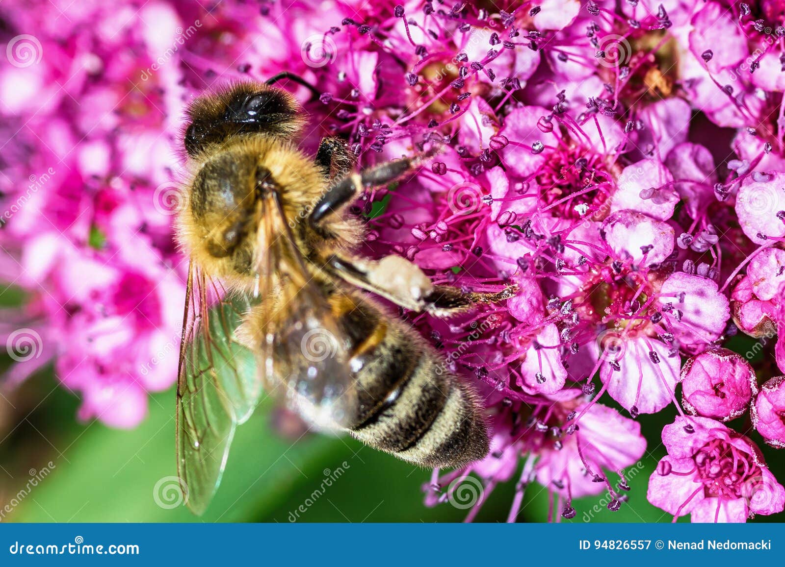 Bee Gathering Nectar in Nature Stock Image - Image of petal, feeding ...