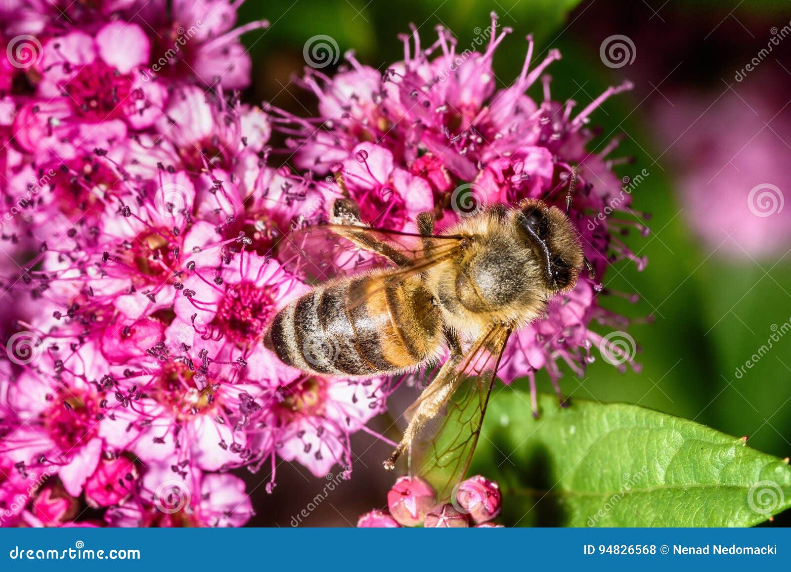Bee Gathering Nectar in Nature Stock Photo - Image of feeding, willow ...