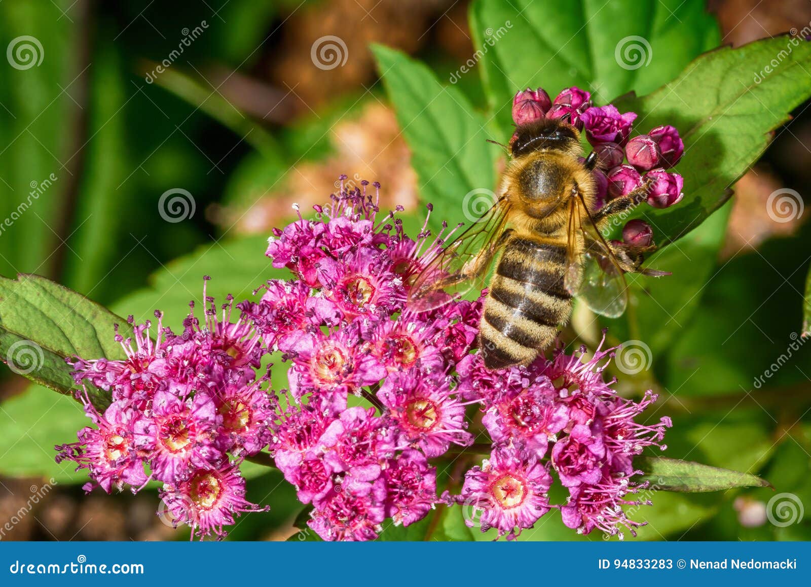 Bee Gathering Nectar in Nature Stock Image - Image of insect ...