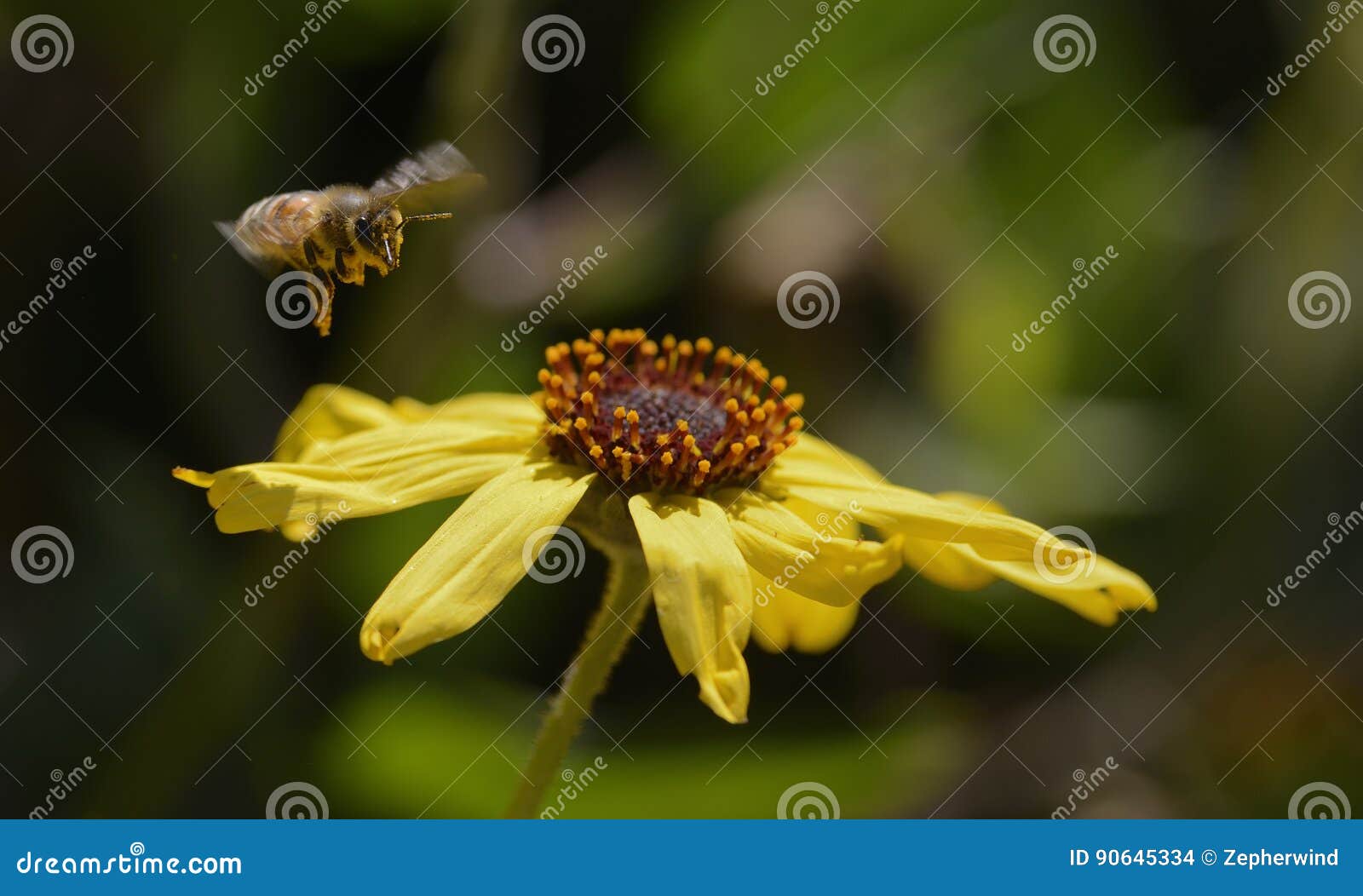 Bee stock photo. Image of pollination, closeup, nectar - 90645334