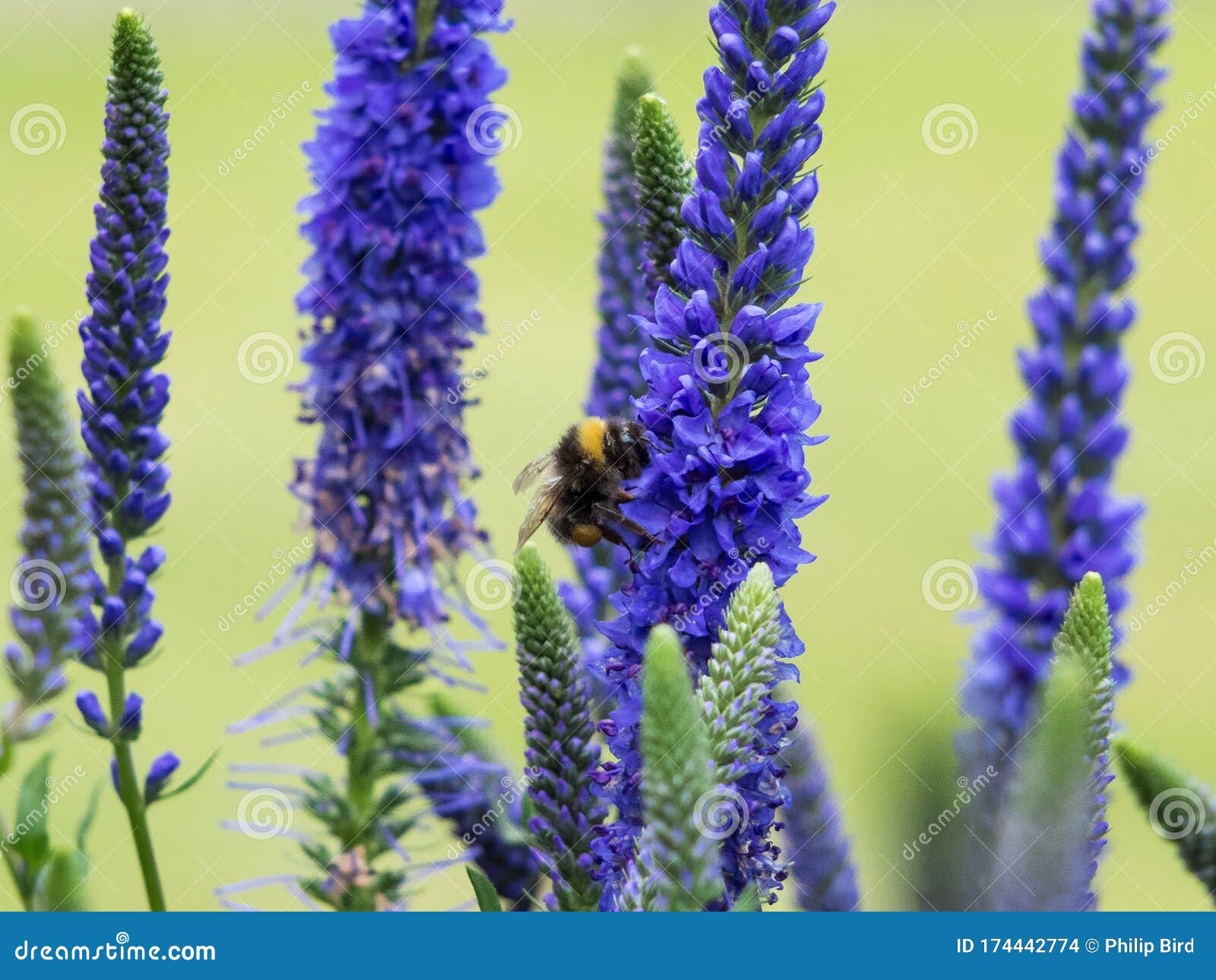 Bee Gathering Nectar from Veronica Spicata Ulster Dwarf Blue Flowers ...