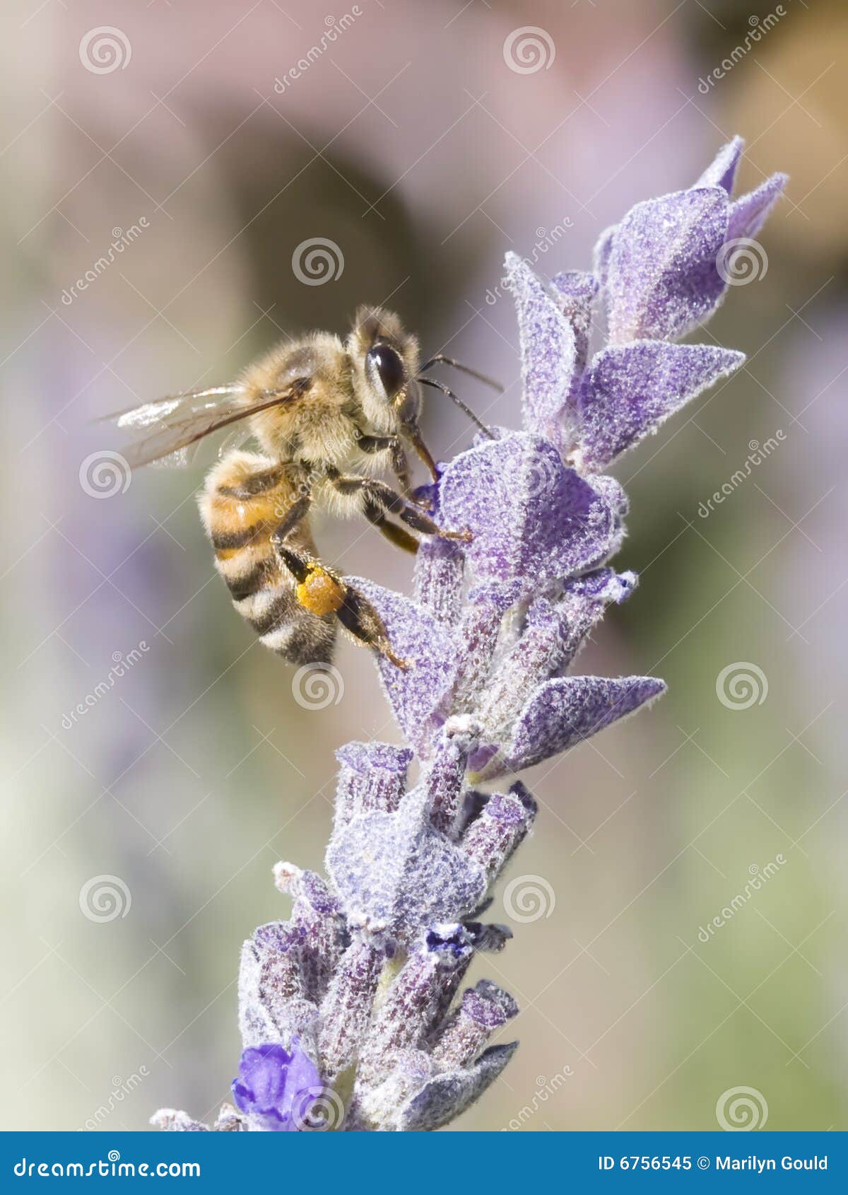 Bee gathering pollen stock image. Image of agriculture - 6756545