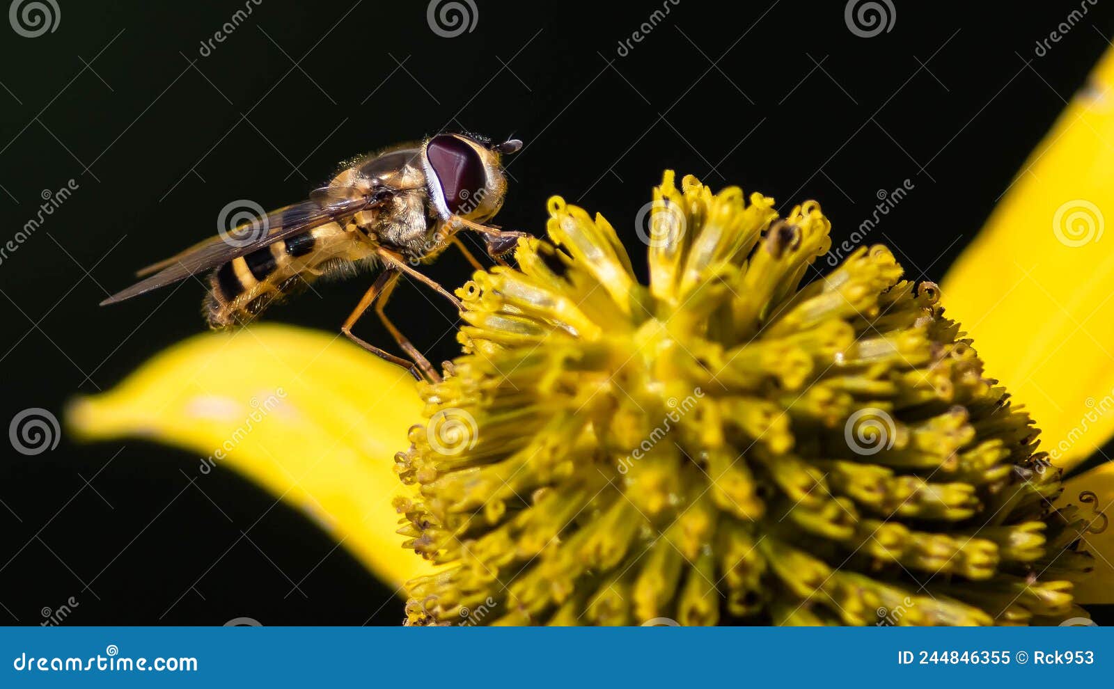 Bee Gathering Pollen from an Accommodating Flower Stock Image - Image ...