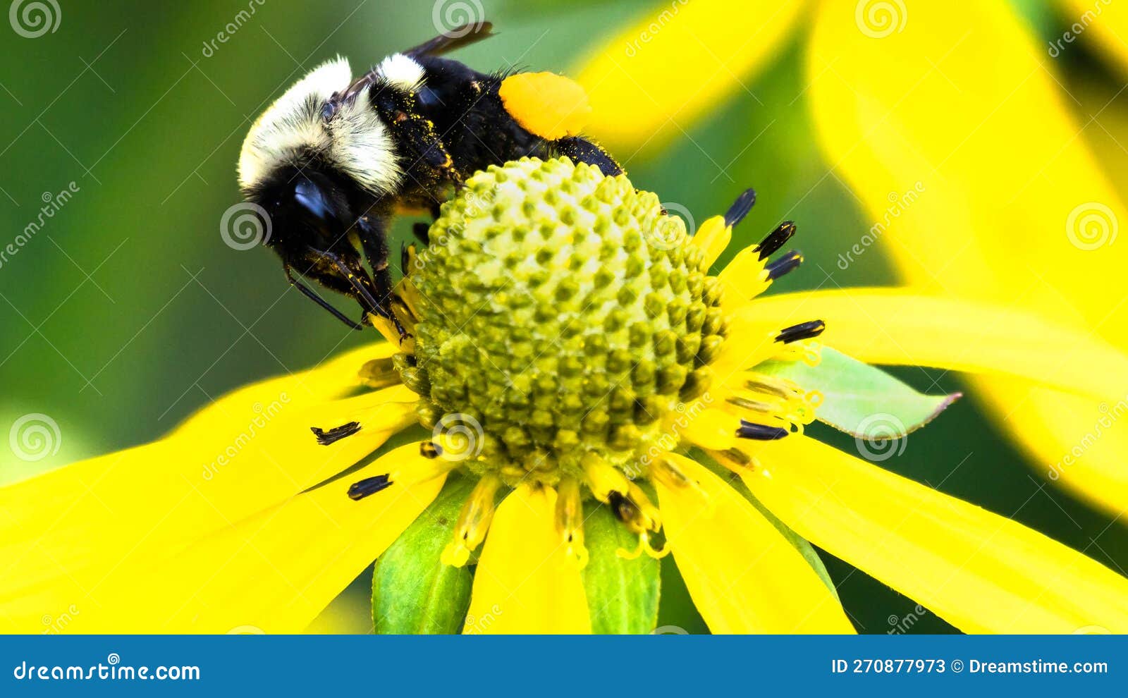 Bee Gathering Pollen from an Accommodating Flower Stock Image - Image ...