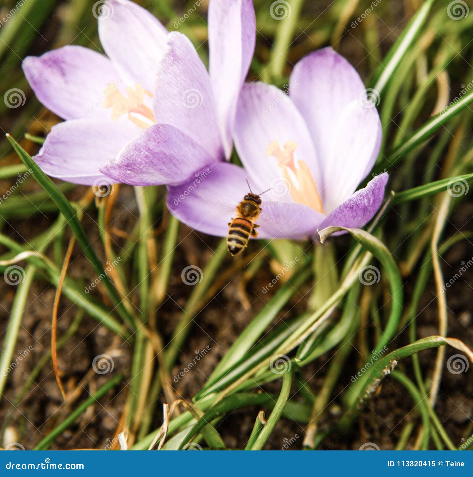 Bee gathering pollen stock image. Image of field, blossom - 113820415