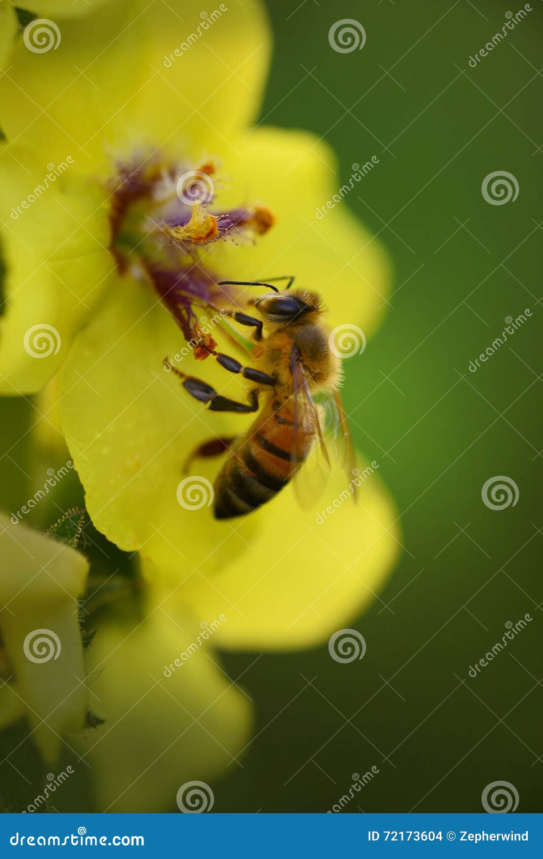 Bee gathering pollen stock photo. Image of gold, green - 72173604