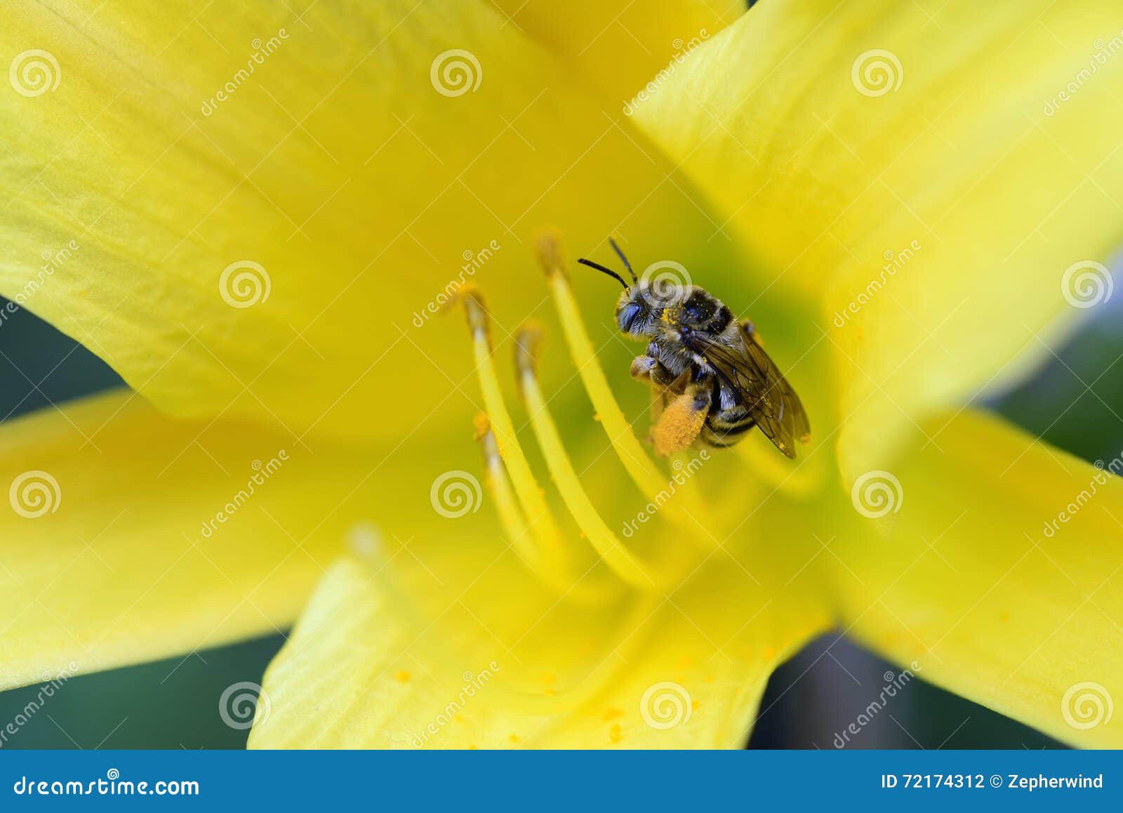 Bee gathering pollen stock photo. Image of bees, wildlife - 72174312
