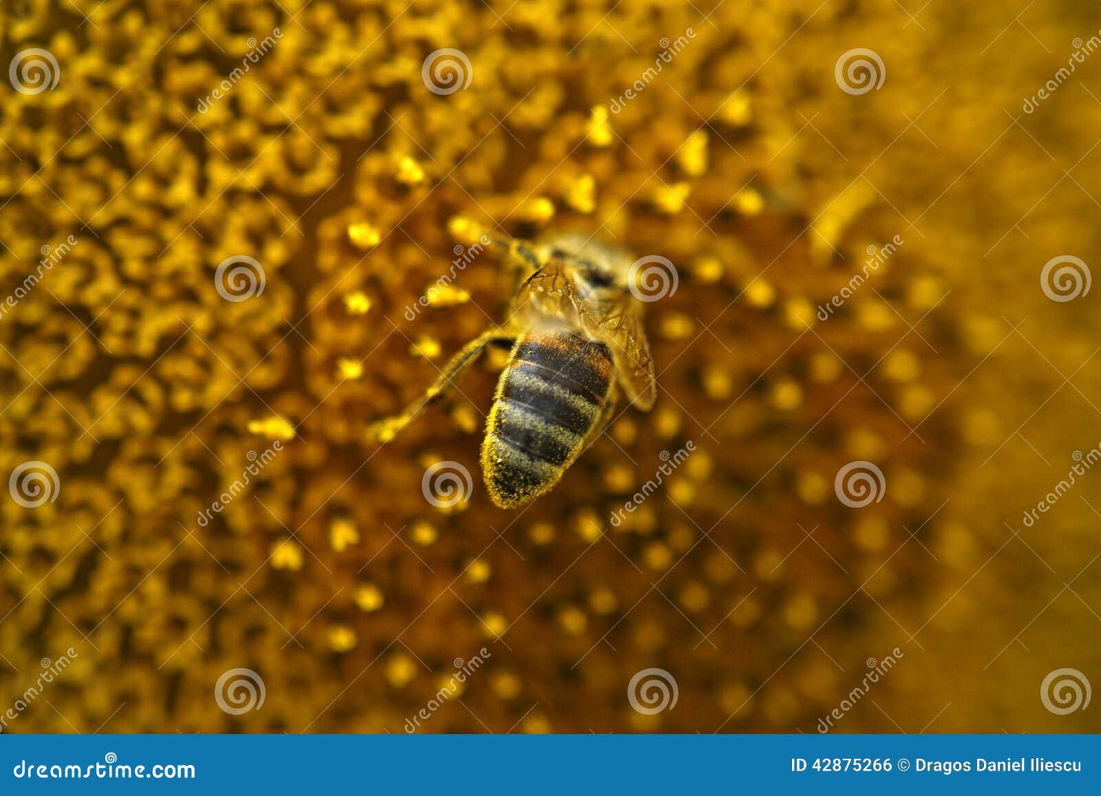 Bee gathering pollen stock photo. Image of agriculture - 42875266