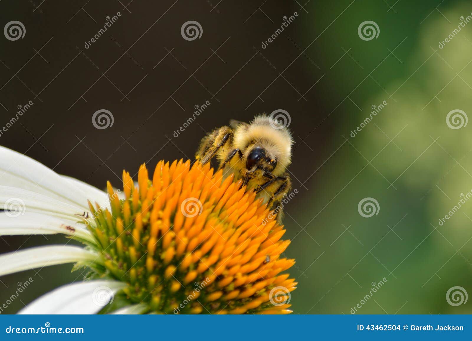 Bee Gathering Pollen stock photo. Image of macro, blonde - 43462504