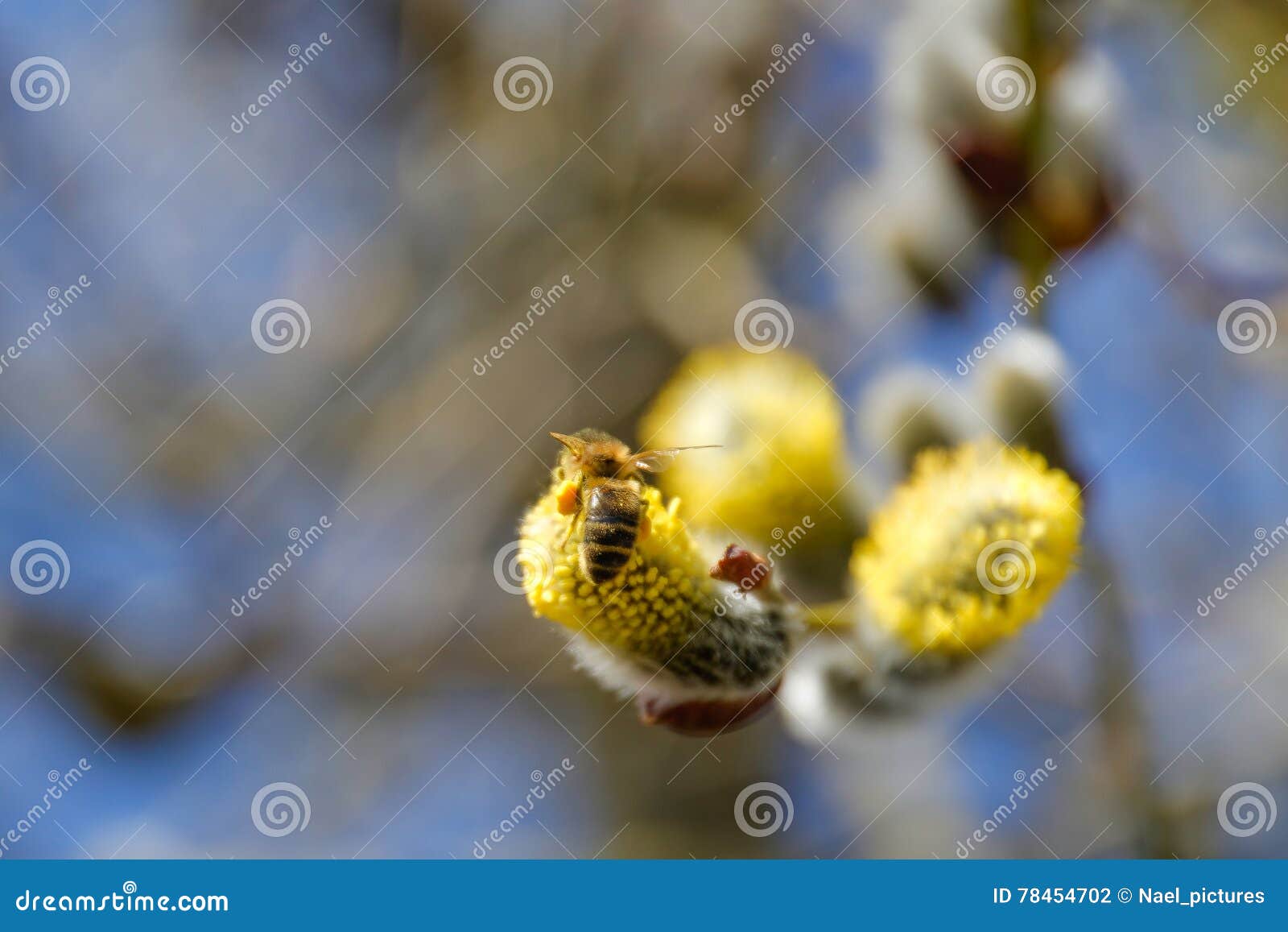 Bee gathering pollen stock photo. Image of yellow, antenna - 78454702