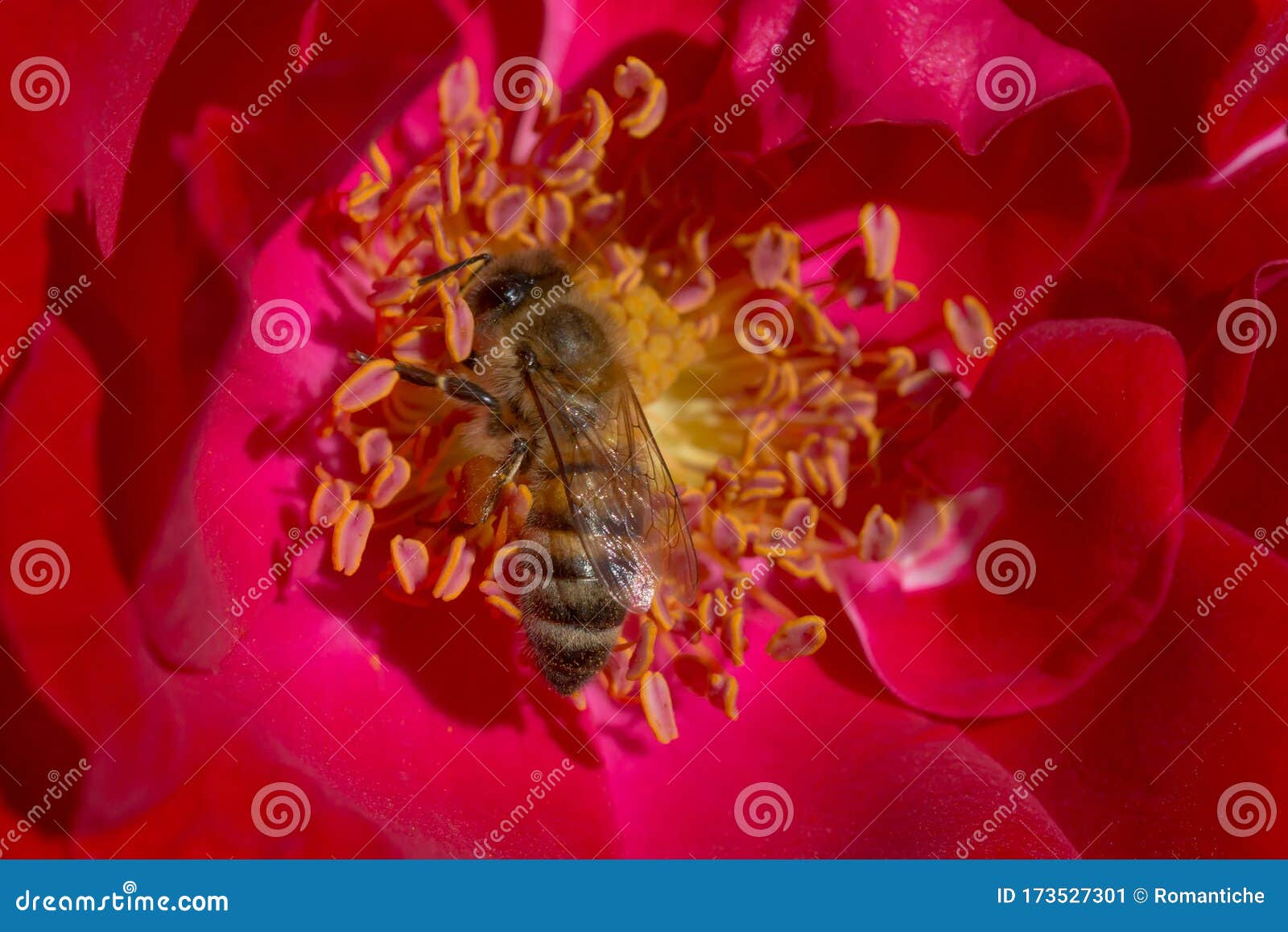 Bee Gathering Pollen Inside Red Rose Stock Image - Image of fauna ...