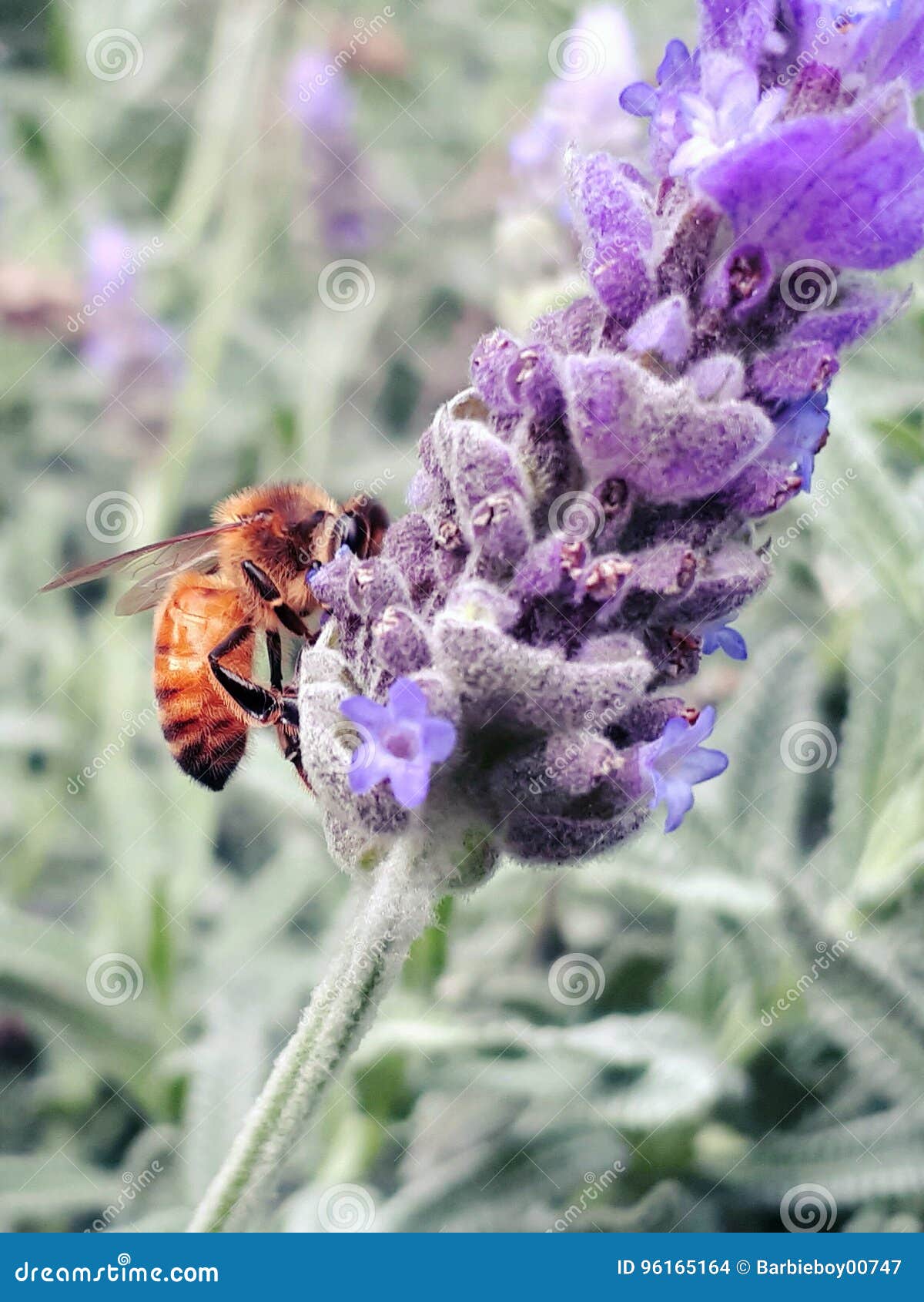 Bee Gathering Pollen from Lavender Flower Stock Photo - Image of apidae ...