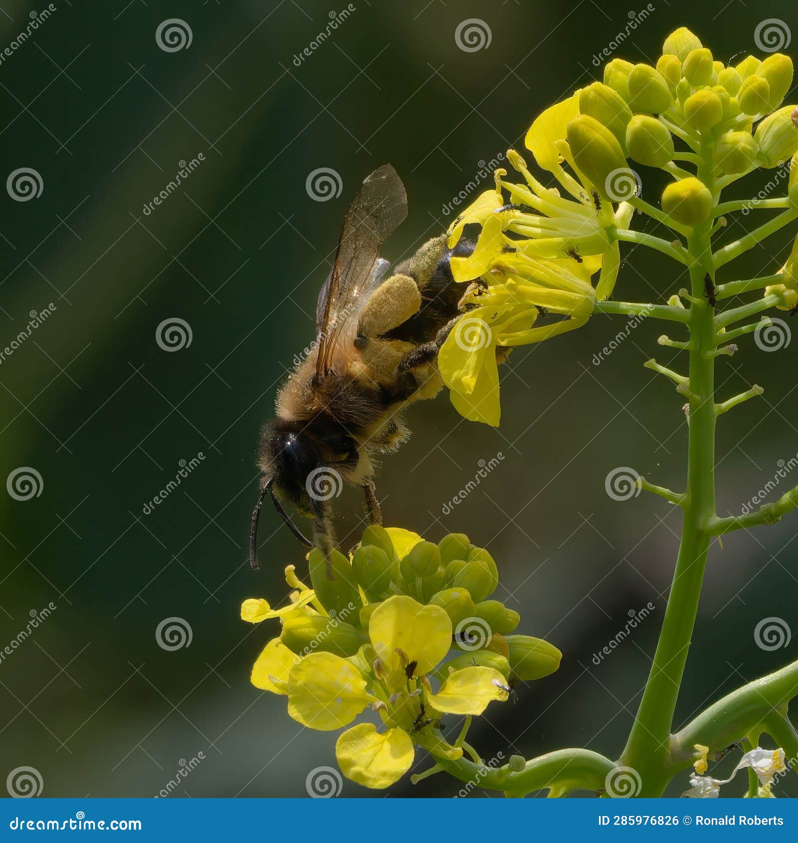 Bee Gathering Pollen and Nectar Stock Photo - Image of petals, nature ...