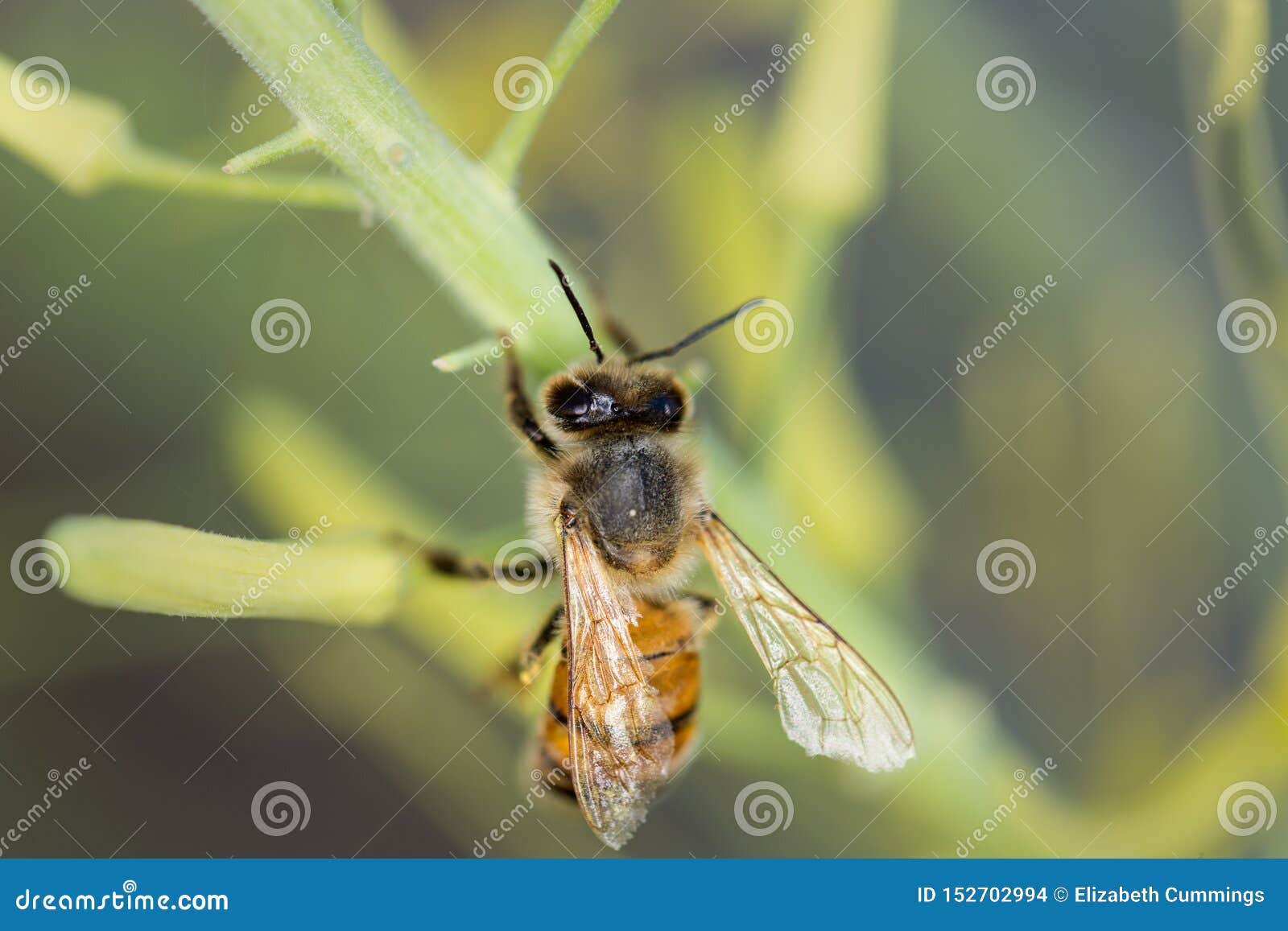 Bee Gathering Pollen from Sagebrush in the Desert Stock Photo - Image ...
