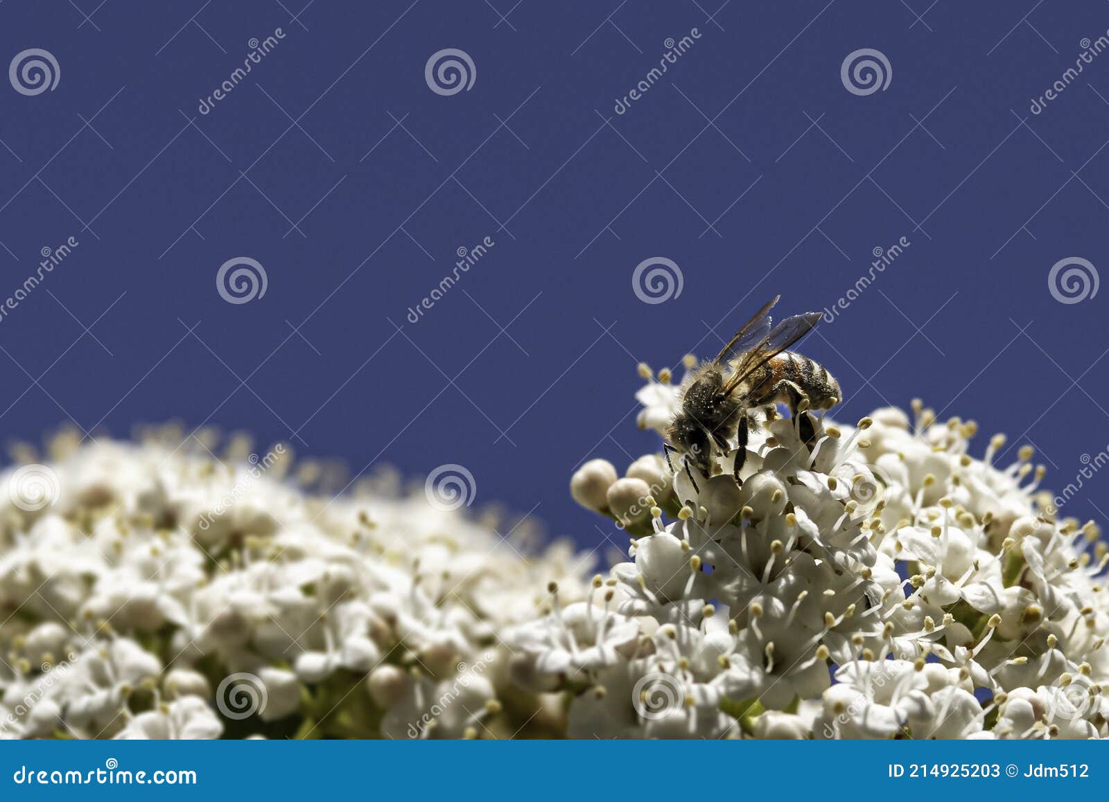 Bee Gathering Pollen on Viburnum Flowers Stock Image - Image of friuli ...