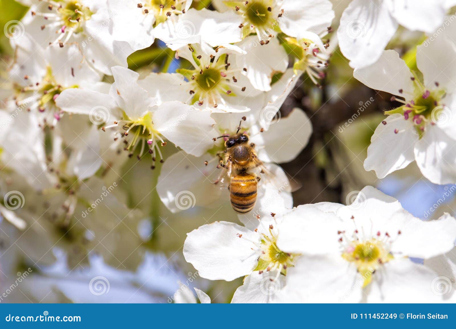 Bee Gathering Pollen from a White Cherry Blossom Stock Image - Image of ...