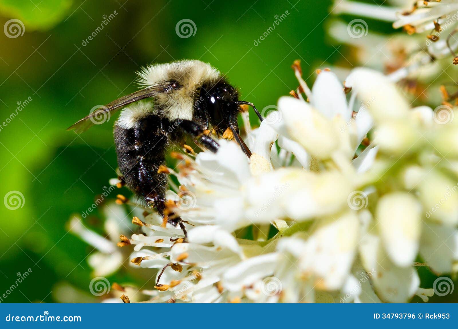 Bee Gathering Pollen stock photo. Image of white, macro - 34793796