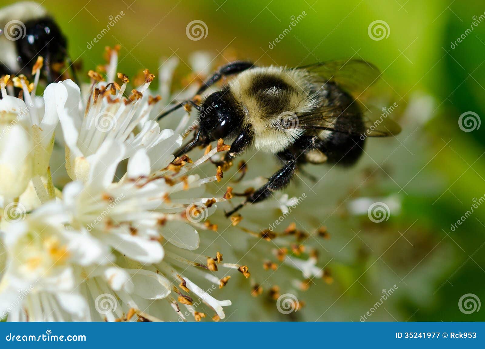 Bee Gathering Pollen stock image. Image of america, insect - 35241977