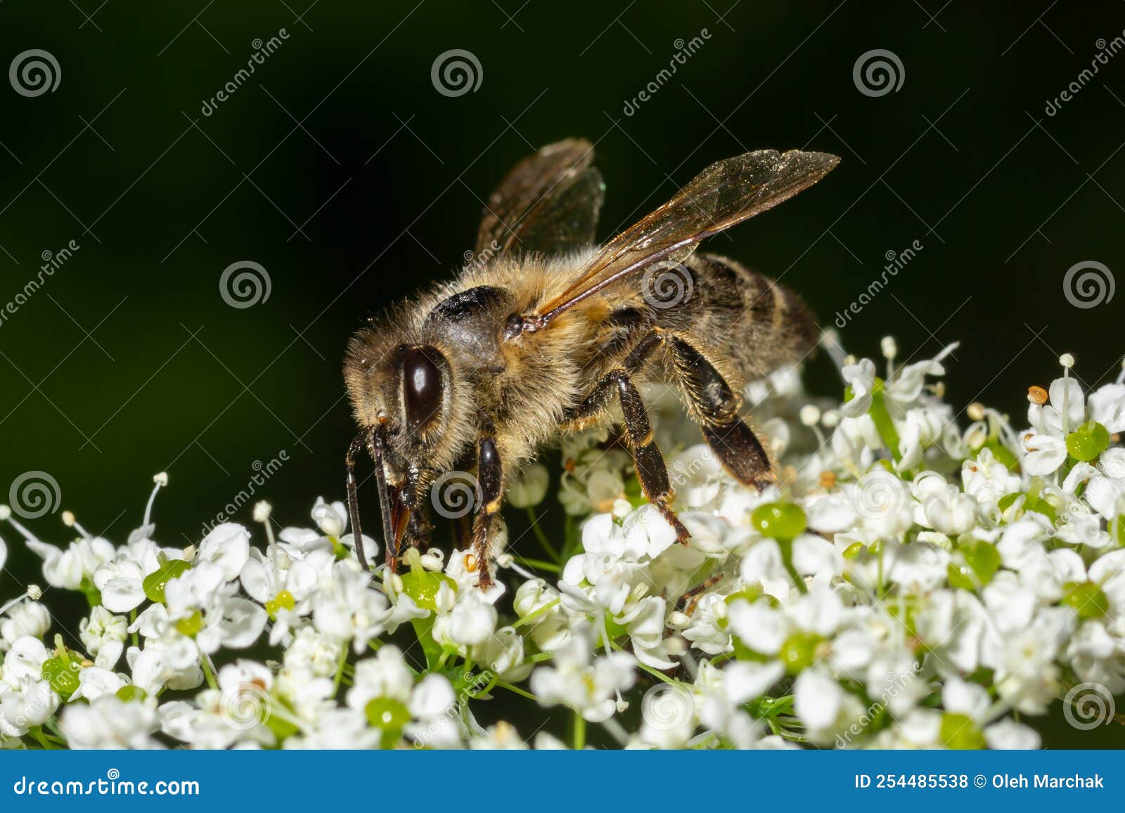 Bee Gathering Pollen from a White Flower on a Summer Day. Close Up ...