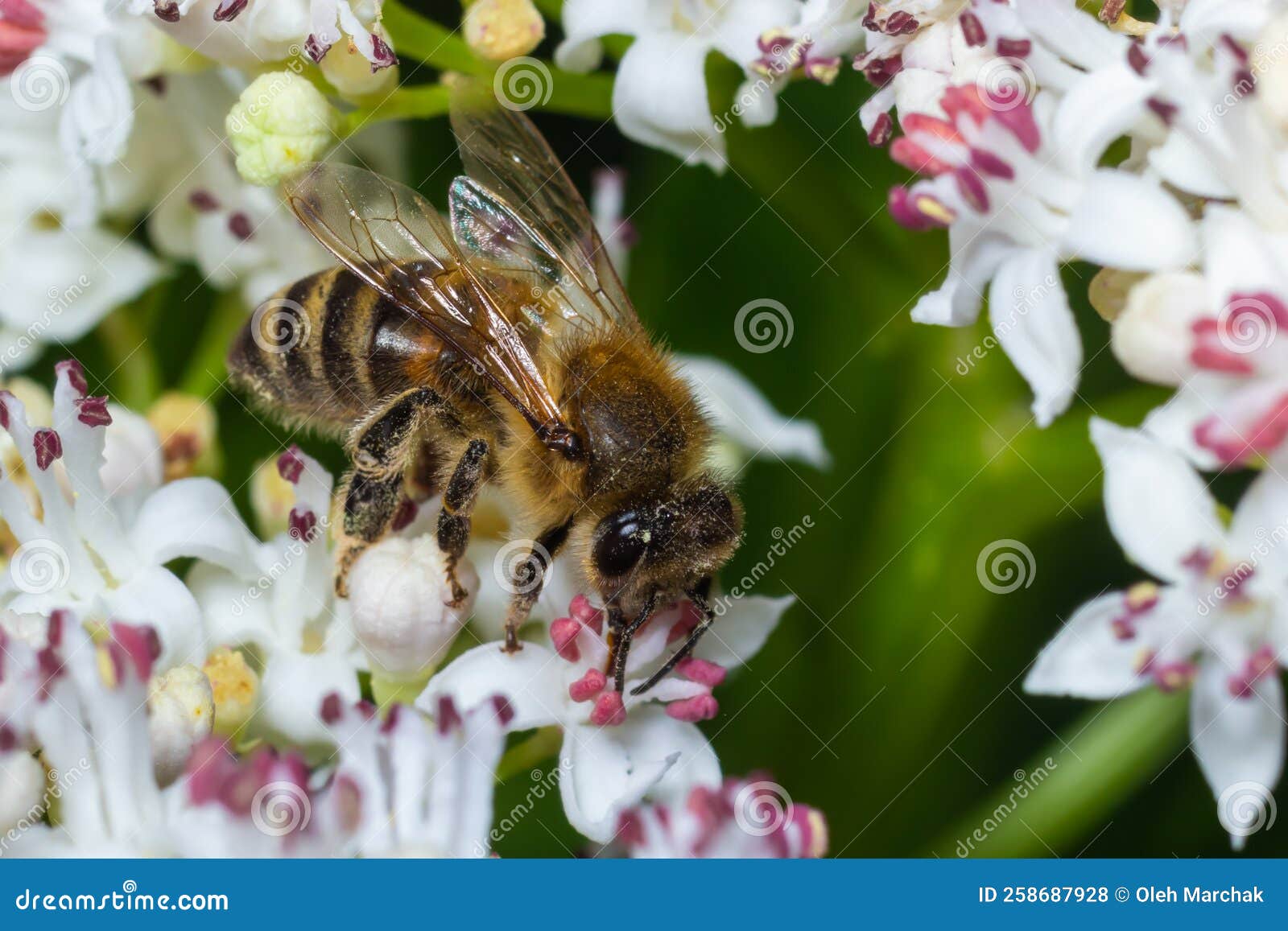 Bee Gathering Pollen from a White Flower on a Summer Day. Close Up ...