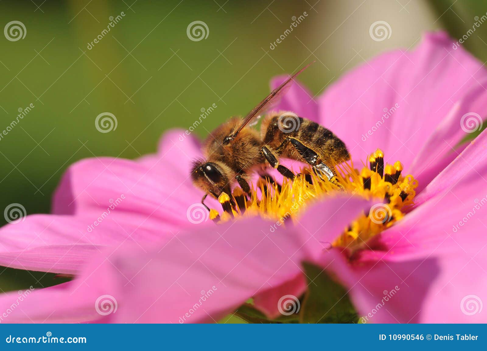 Bee getting honey stock photo. Image of pollen, insect - 10990546