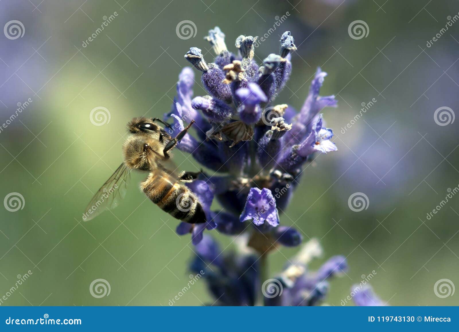 A Bee Getting Nectar and Pollen from a Violet Levander. Stock Photo ...