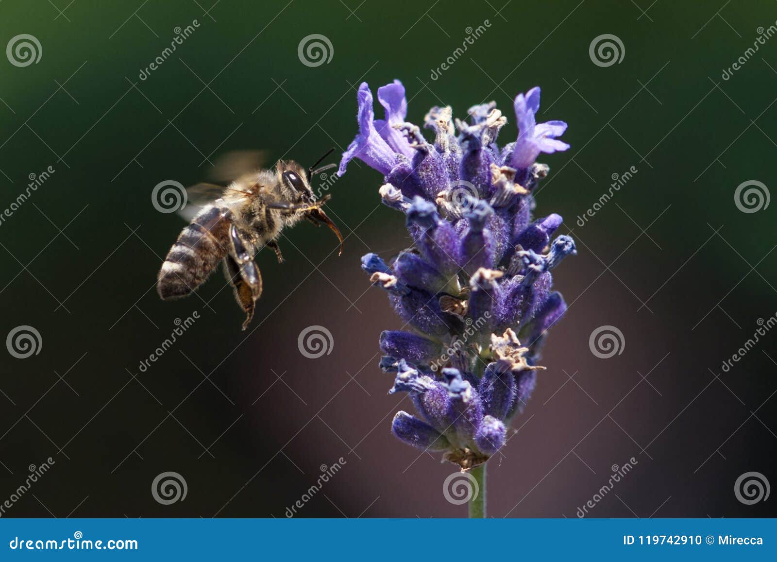 A Bee Getting Nectar and Pollen from a Violet Levander. Stock Photo ...