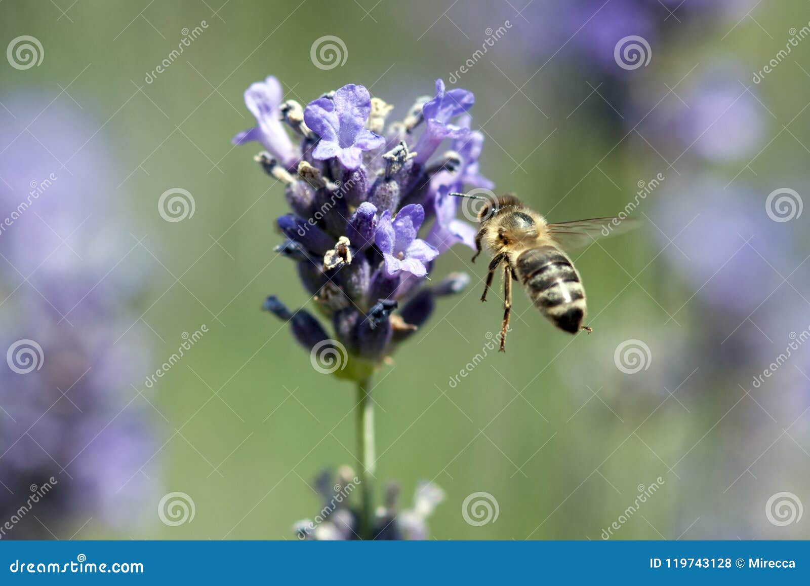 A Bee Getting Nectar and Pollen from a Violet Levander. Stock Photo ...