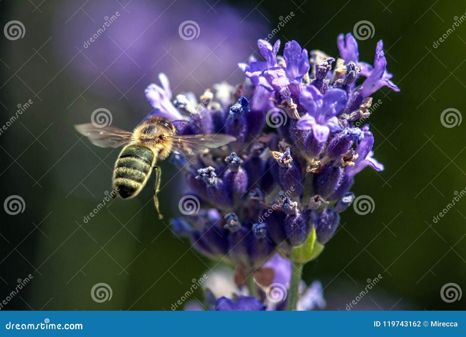 A Bee Getting Nectar and Pollen from a Violet Levander. Stock Photo ...