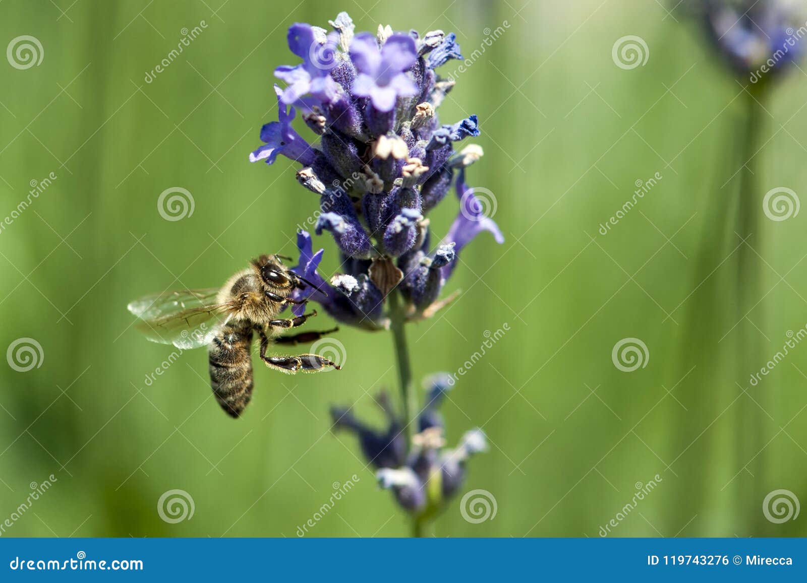 A Bee Getting Nectar and Pollen from a Violet Levander. Stock Photo ...