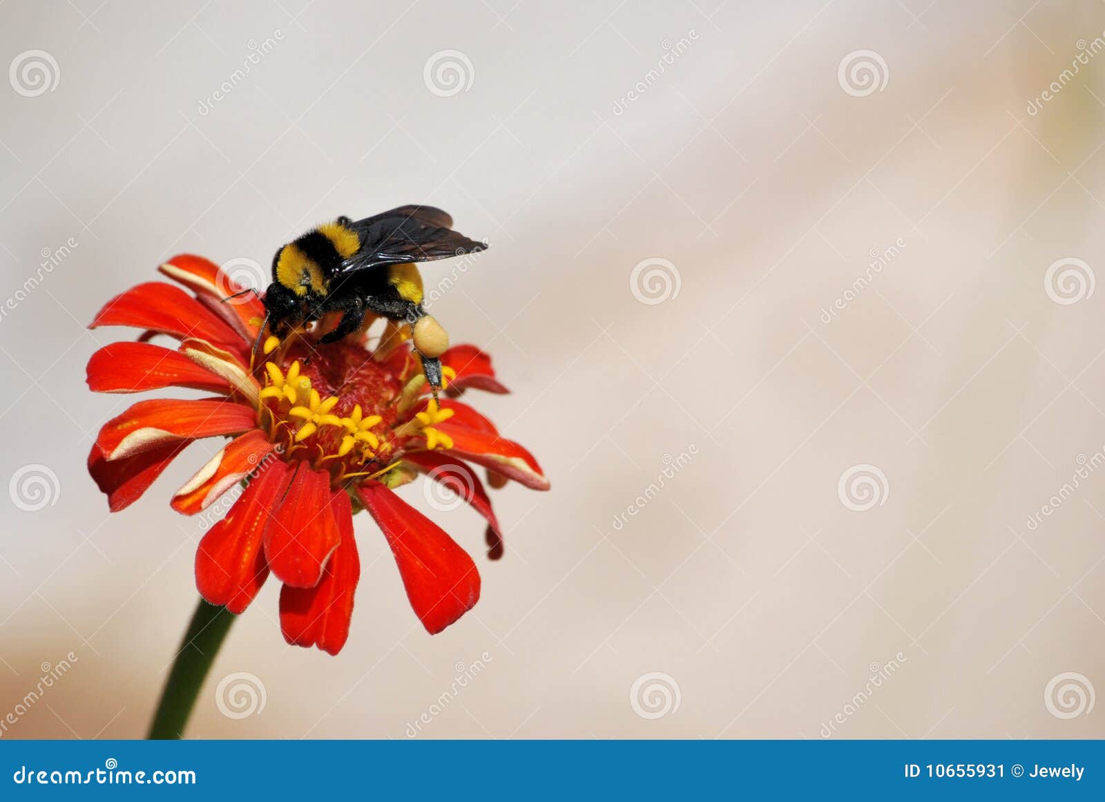Bee getting pollen stock image. Image of flower, eating - 10655931