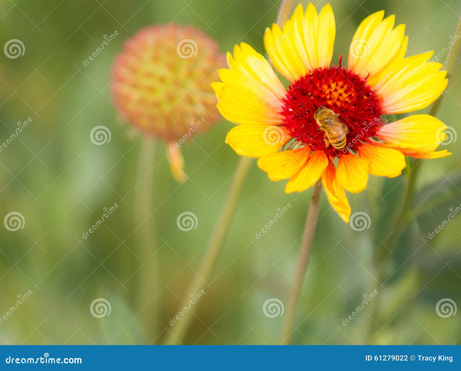Bee getting pollen stock photo. Image of flora, floral - 61279022