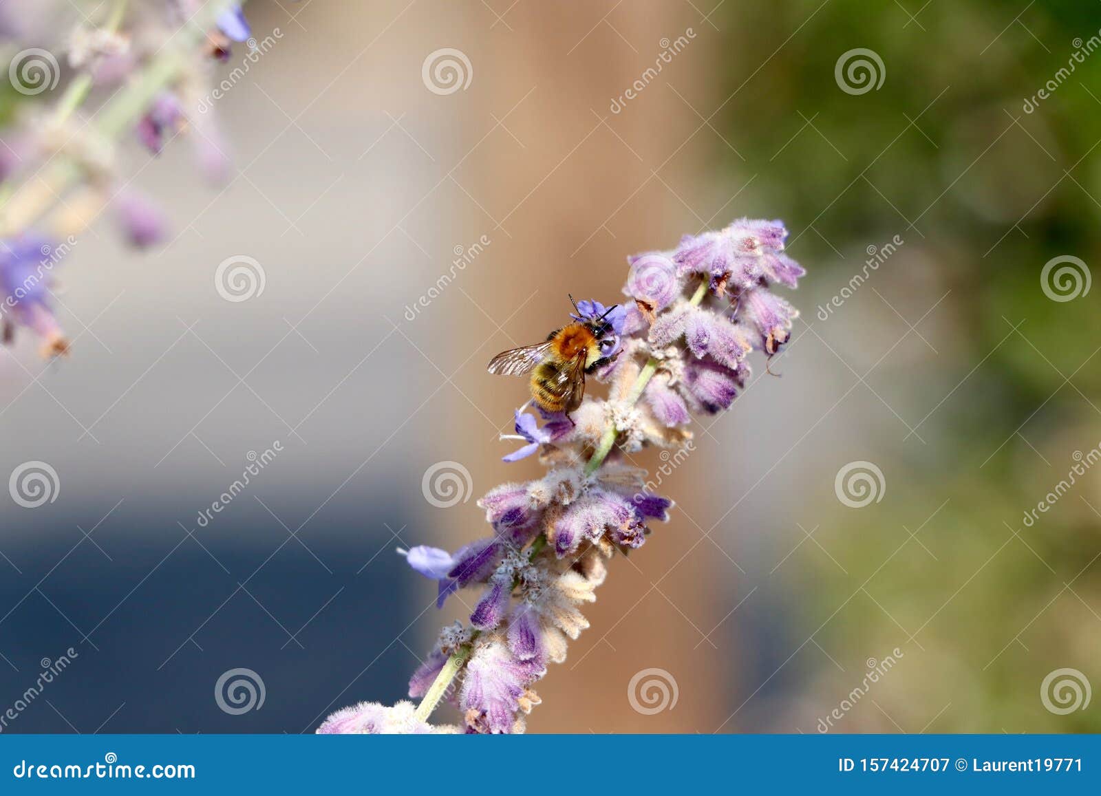 Bee getting pollen stock image. Image of pollen, plant - 157424707