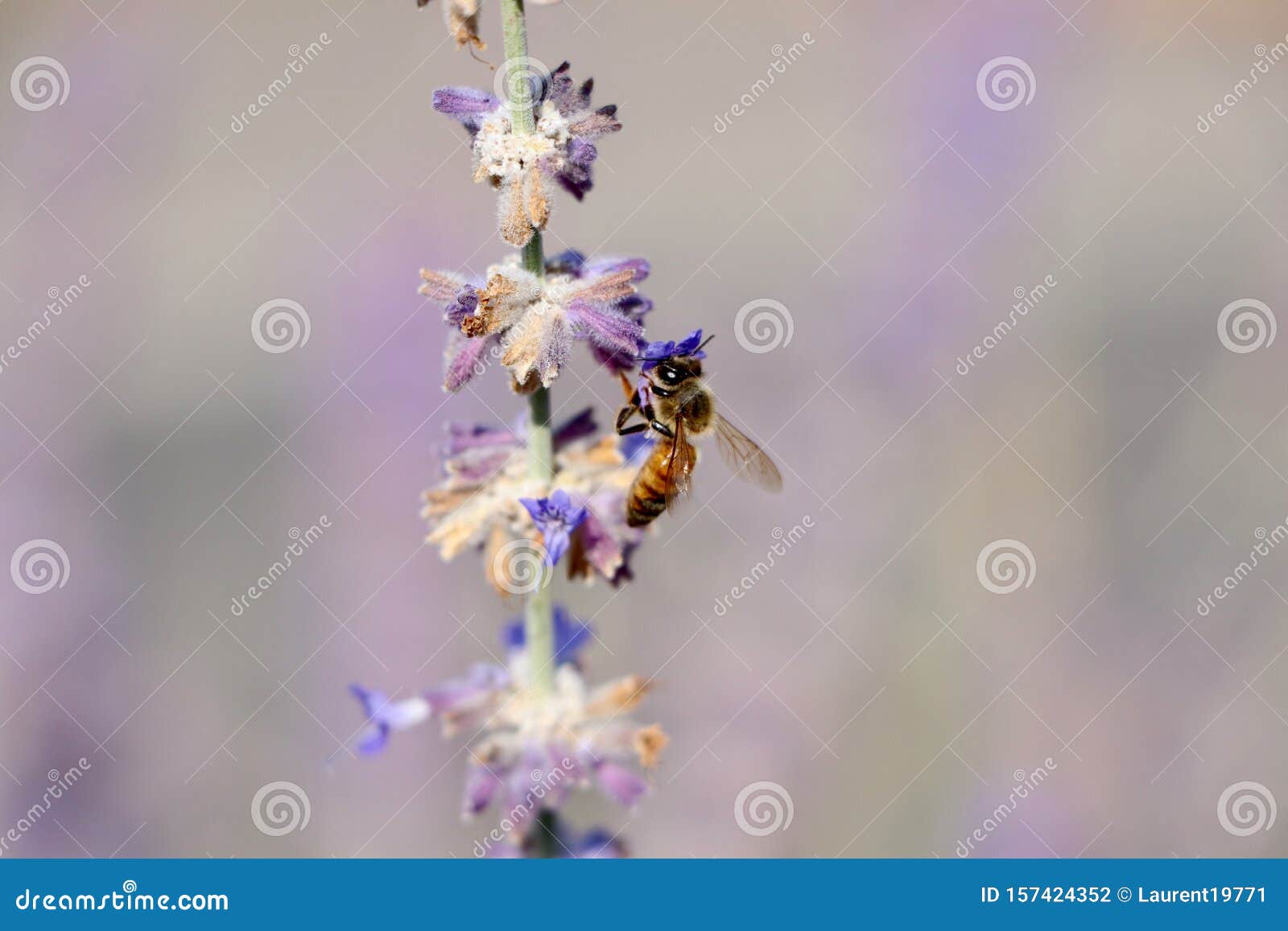 Bee Getting Pollen on Lavender Stock Photo - Image of pollen, garden ...