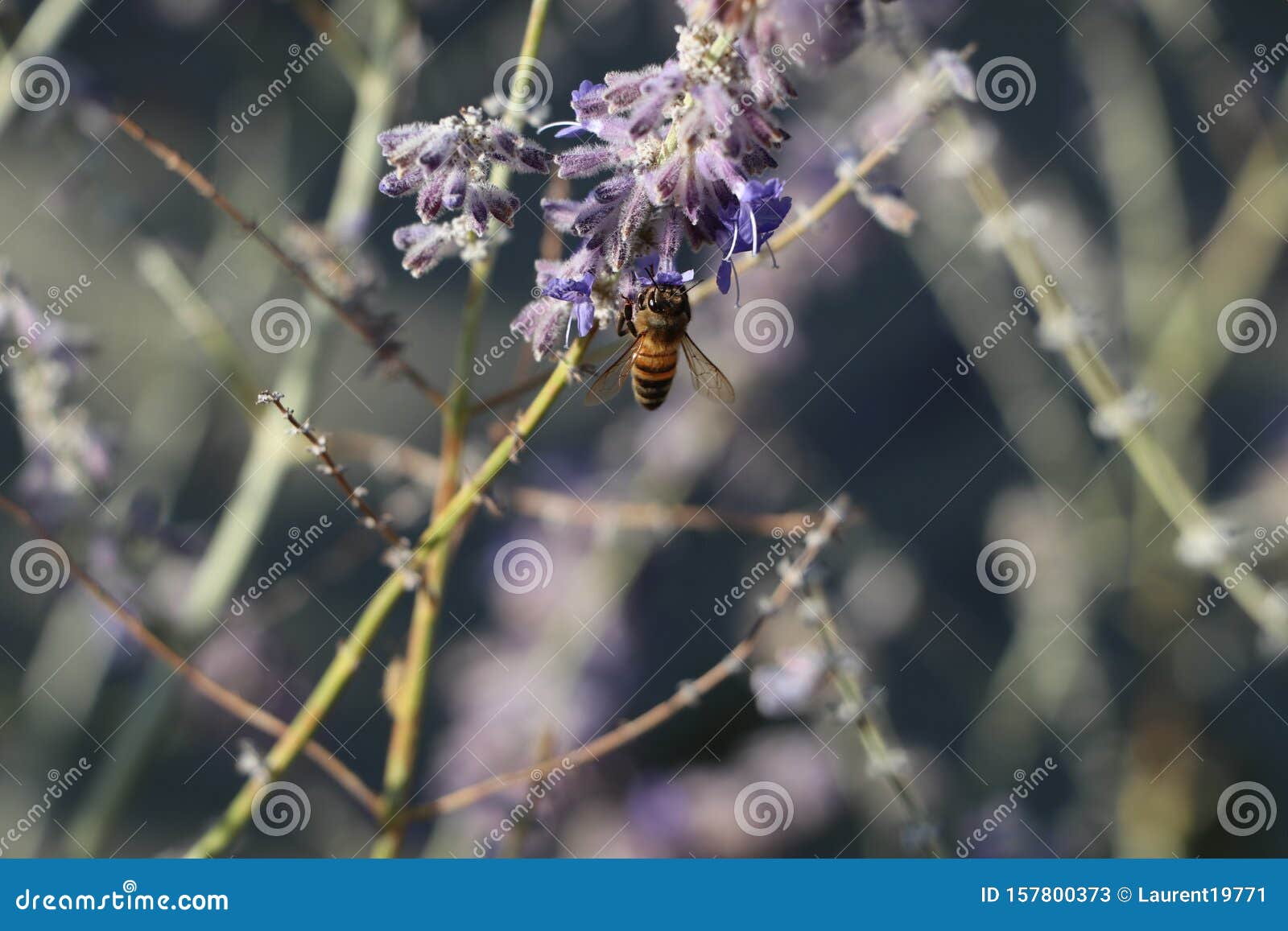 Bee Getting Pollen on Lavender Stock Image - Image of insect, purple ...
