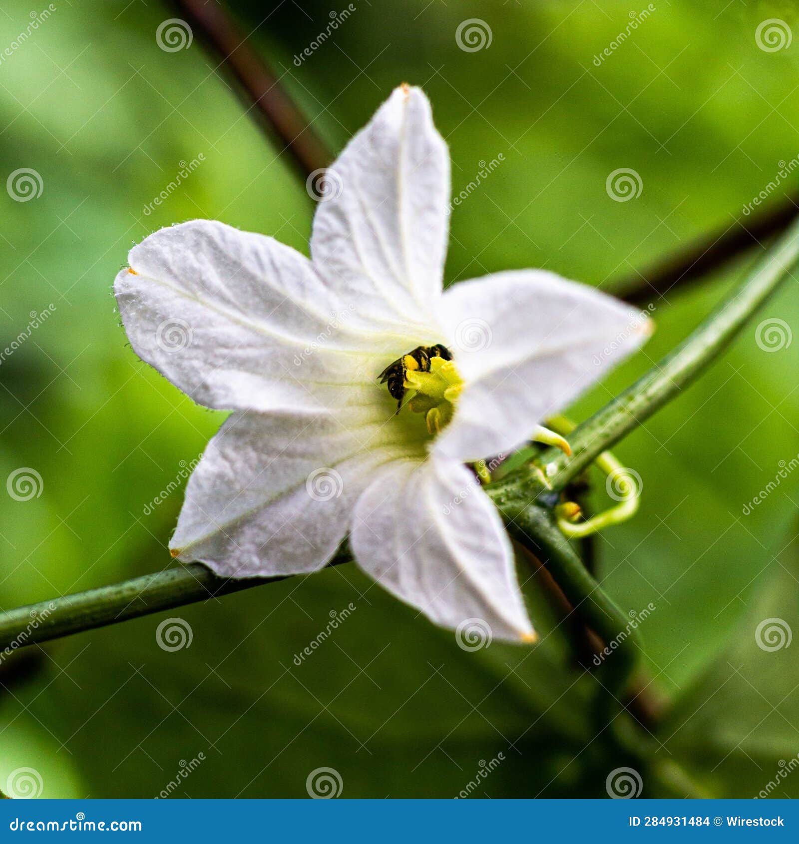 Bee Getting Pollen from a White Flower Stock Photo - Image of nature ...
