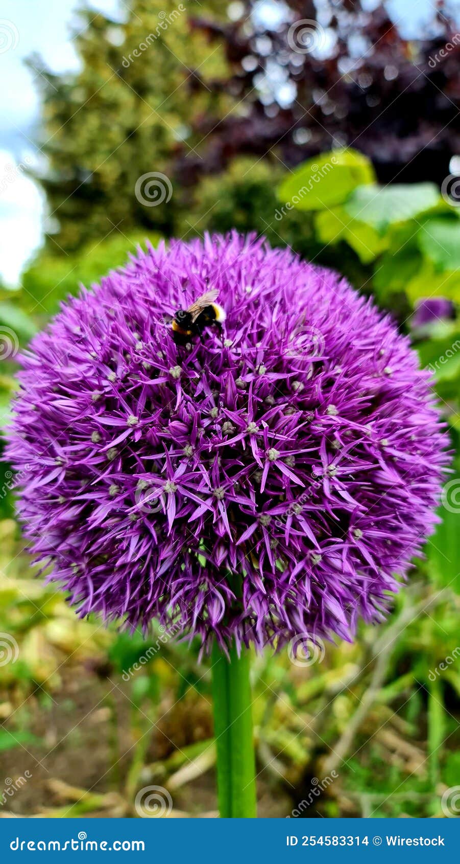 Bee on a Giant Allium Flower Stock Photo - Image of yellow, nature ...