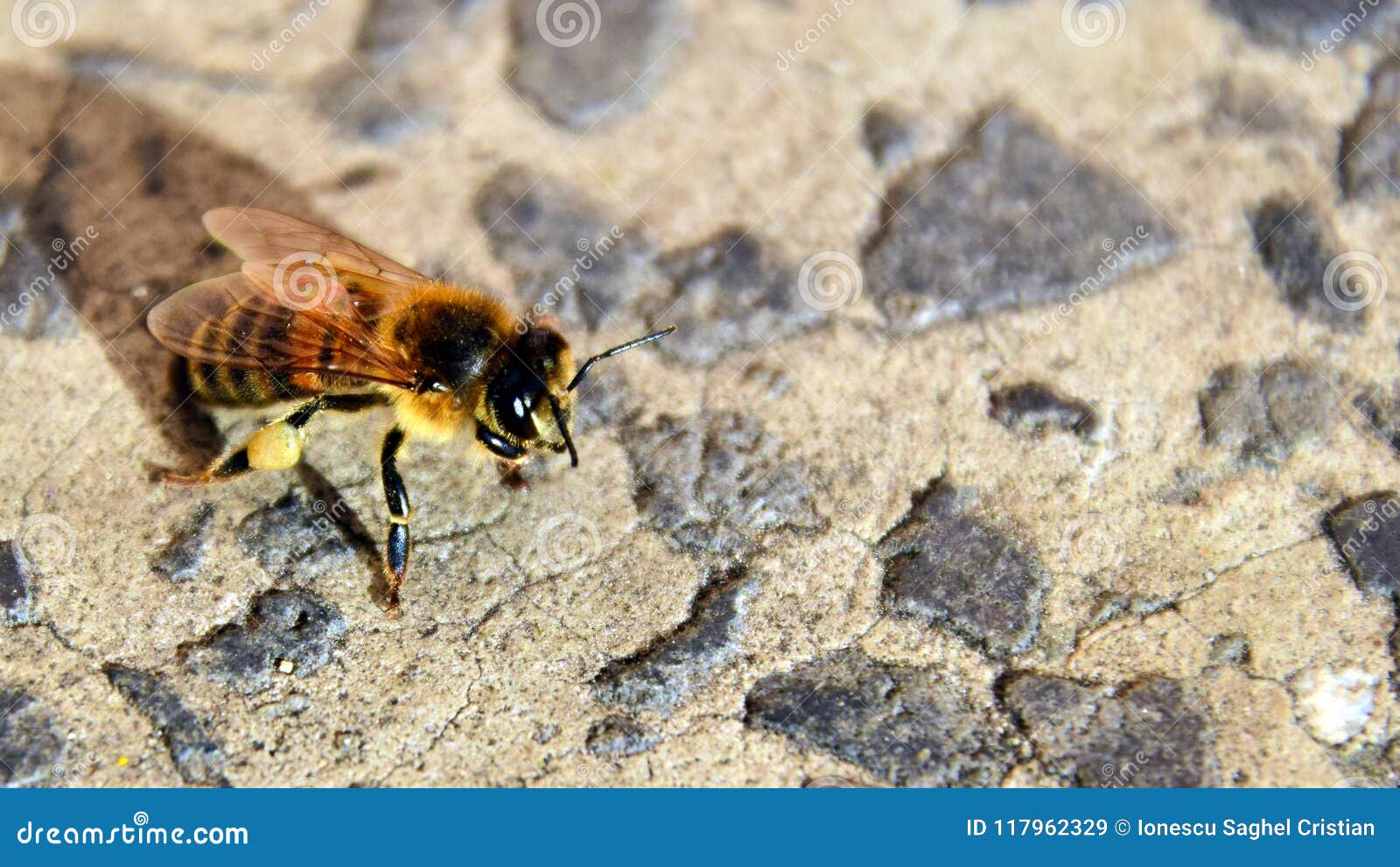 Bee Buzz Stock Images - Download 2,877 Royalty Free Photos