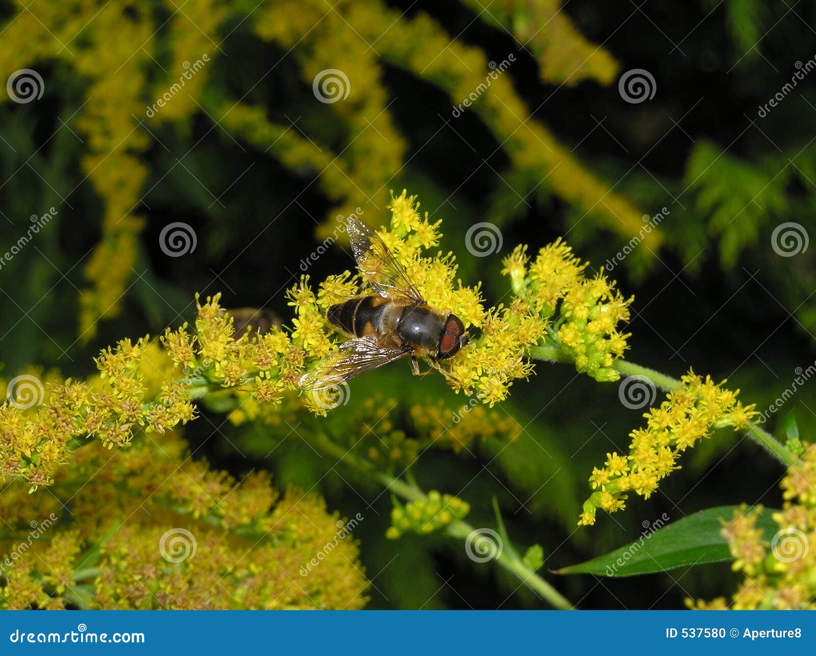 Bee on goldenrod stock photo. Image of insect, animal, honey - 537580