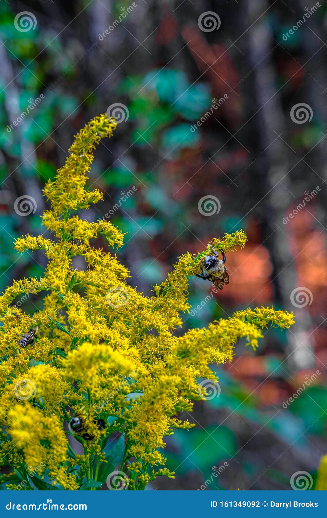 Bee on Goldenrod stock photo. Image of wildlife, goldenrod - 161349092