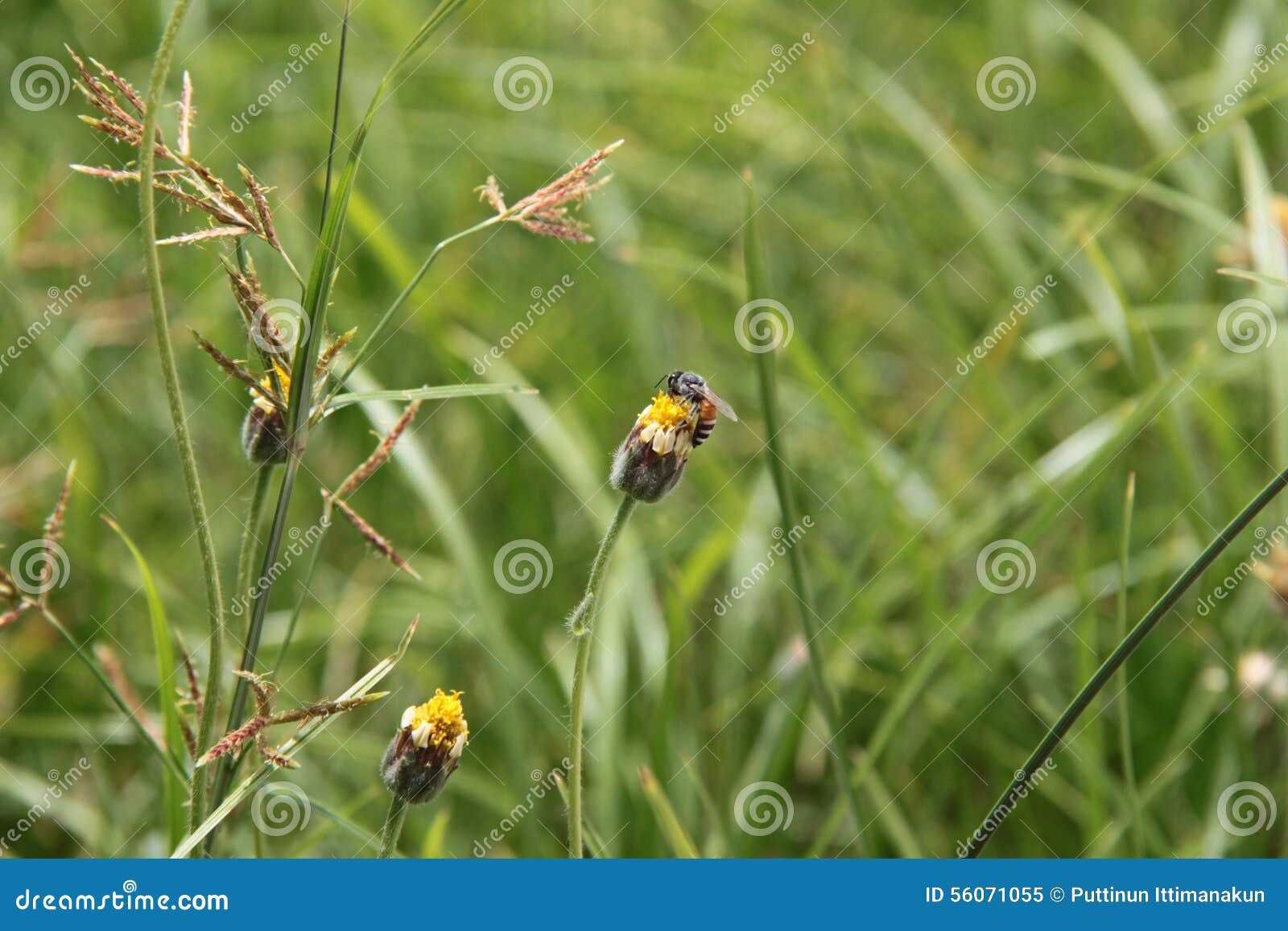Bee and grass stock image. Image of chamomile, petal - 56071055